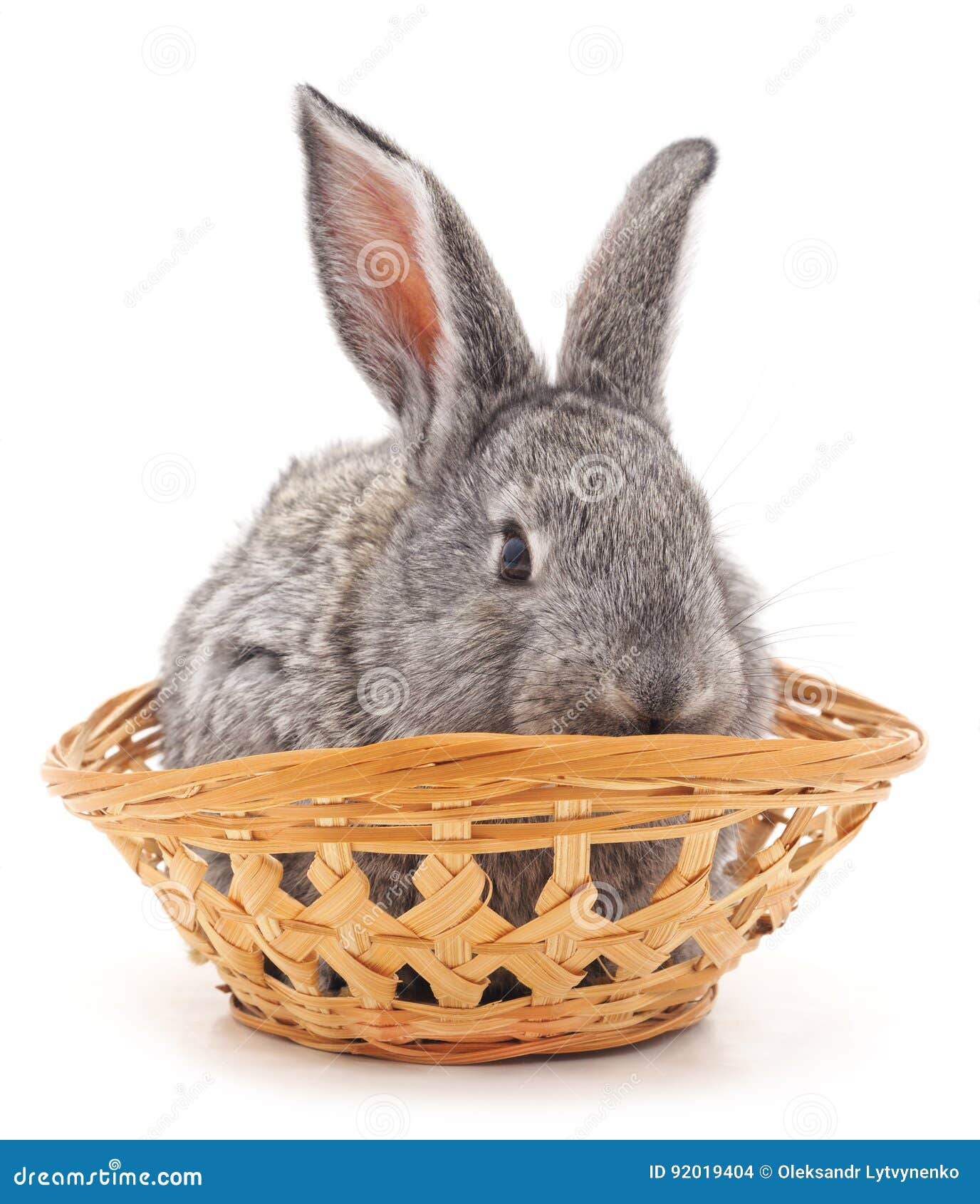 Bunny in the basket . stock photo. Image of hare, holidays - 92019404