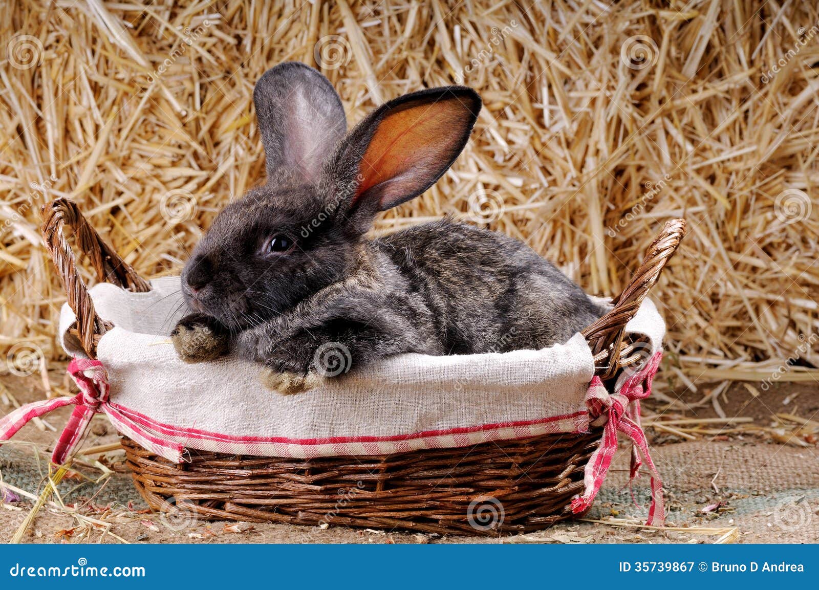 Bunny in basket stock image. Image of animals, cute, mammal - 35739867