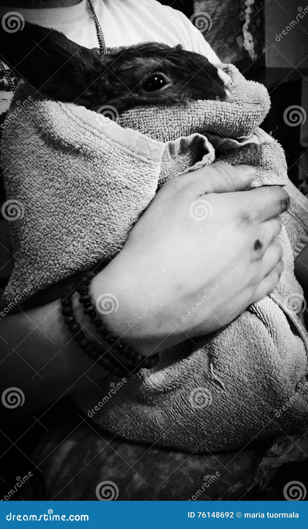 Bunny stock photo. Image of rabbit, cute, bunny, animal - 76148692