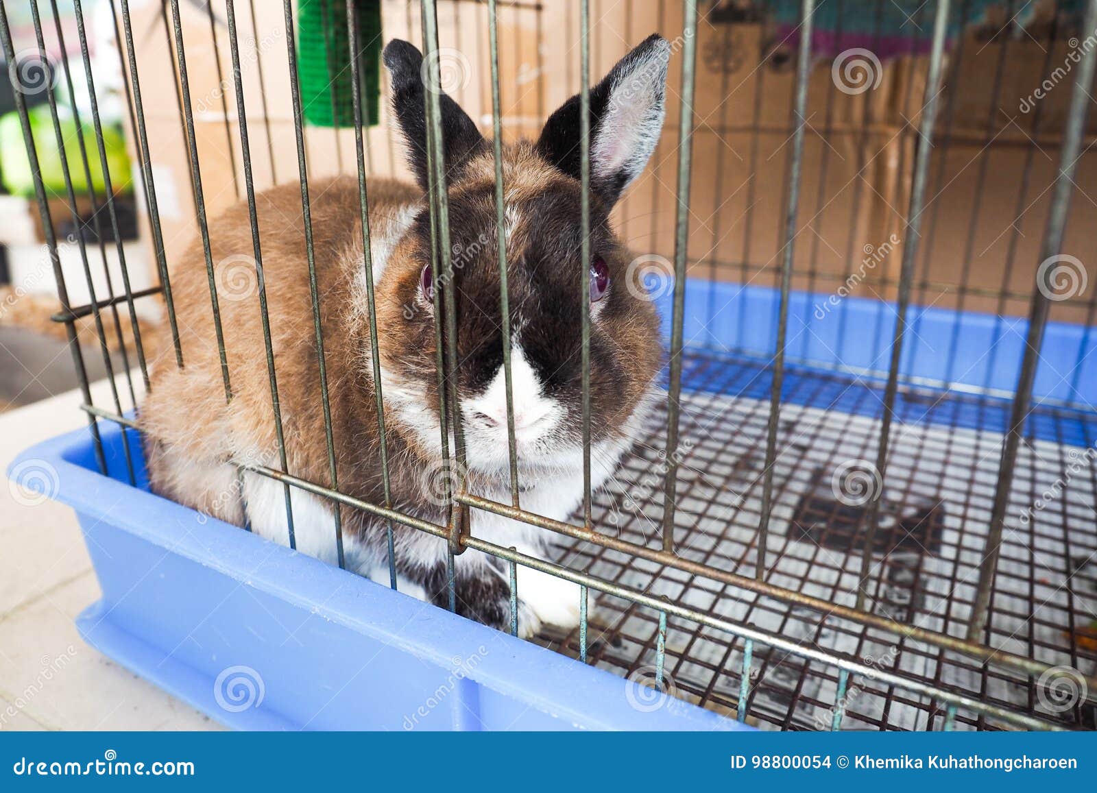 Bunny in the cage stock photo. Image of material, background - 98800054