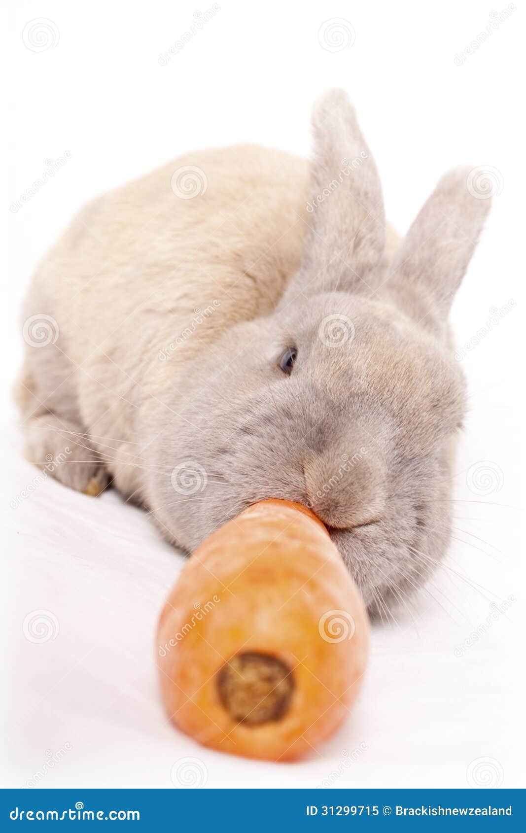 Bunny with carrot stock image. Image of rabbit, ears - 31299715
