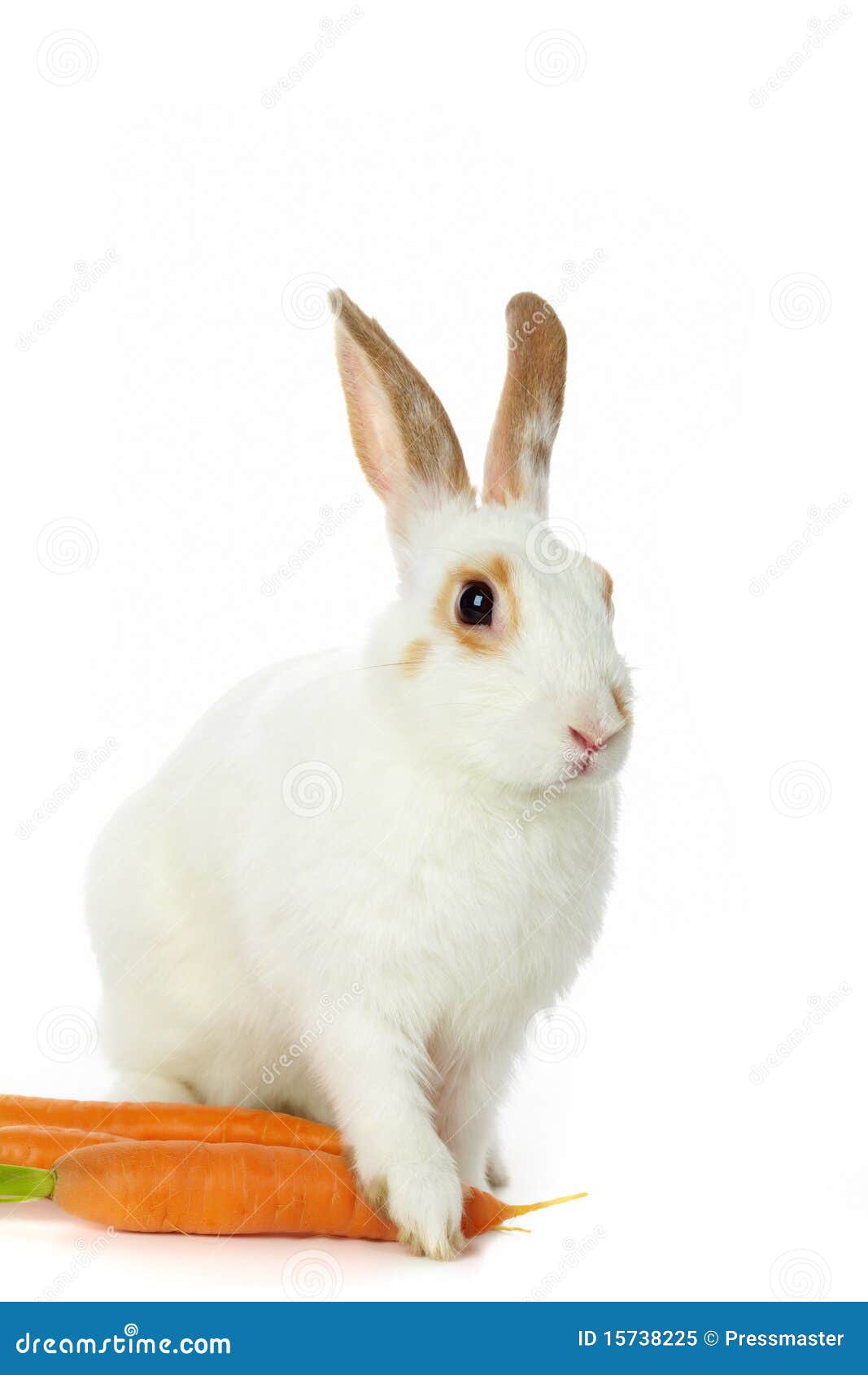 Bunny with carrots stock image. Image of food, holiday - 15738225