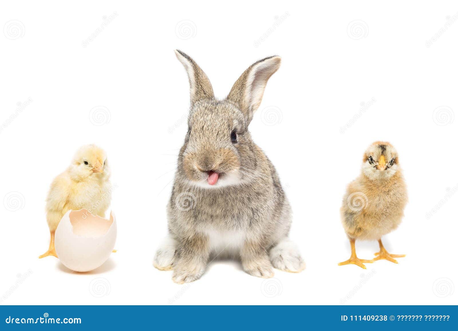 Bunny and chicken stock photo. Image of color, studio - 111409238