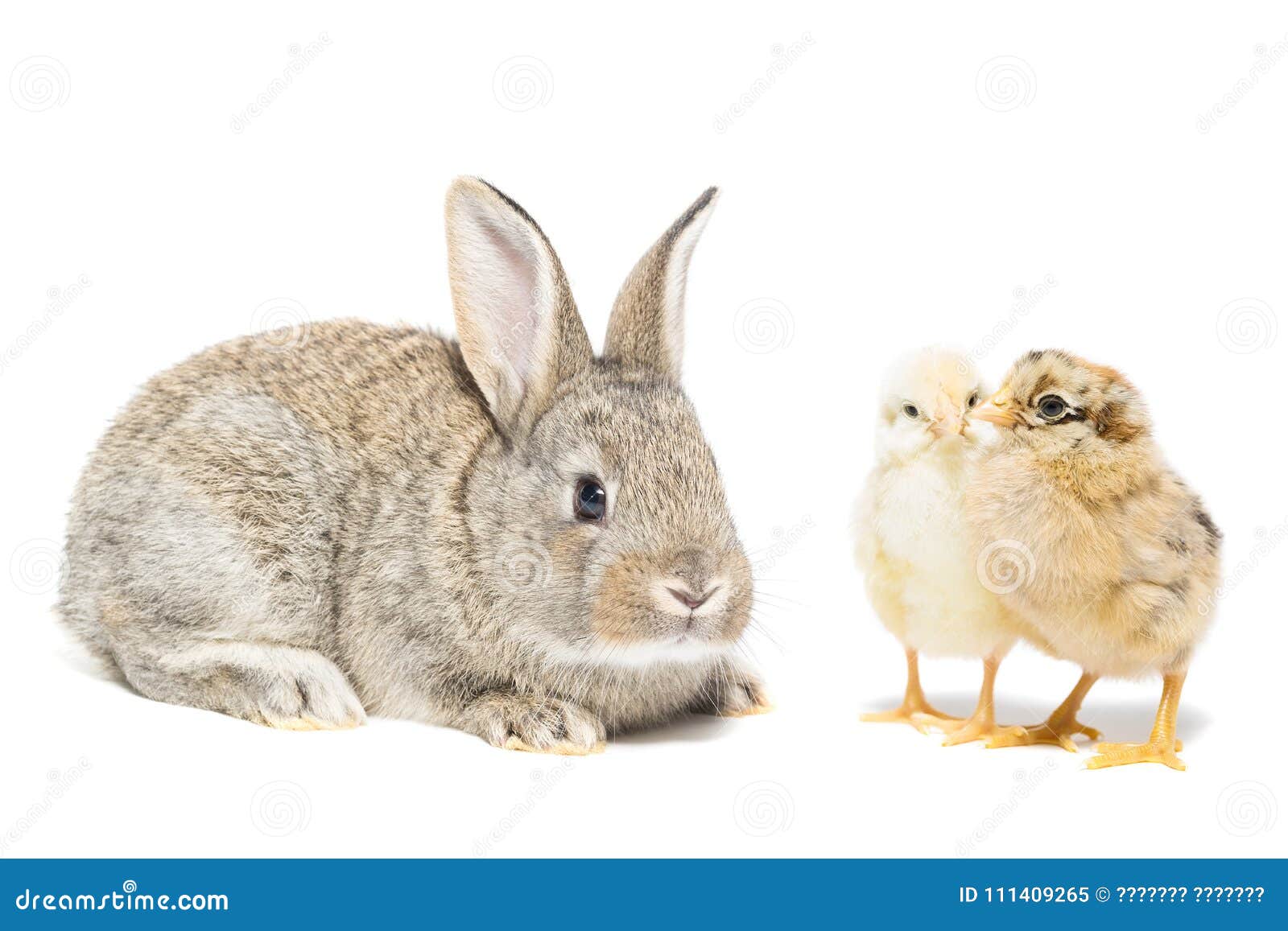 Bunny and chicken stock image. Image of funny, chick - 111409265