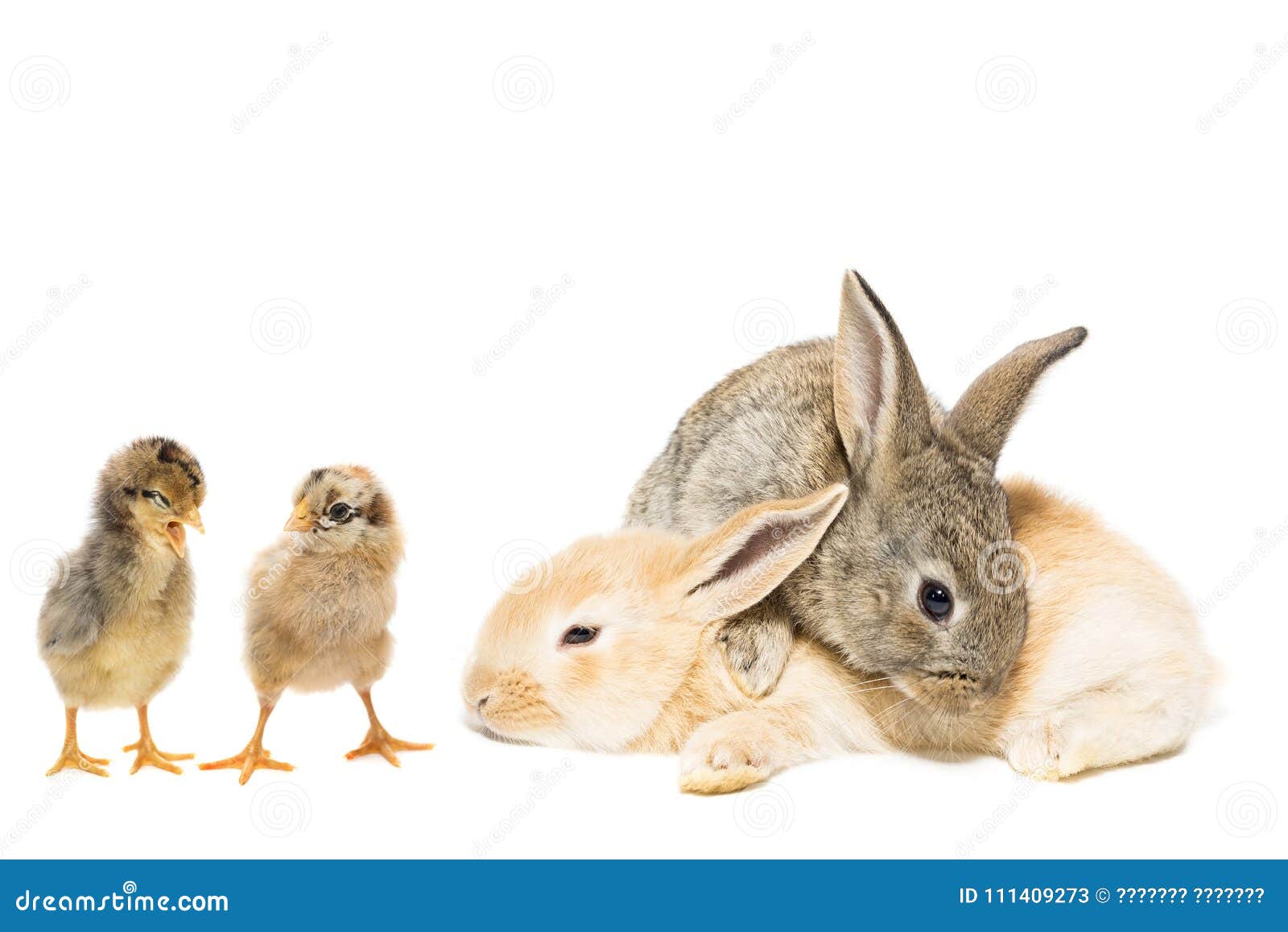 Bunny and chicken stock image. Image of soft, feather - 111409273
