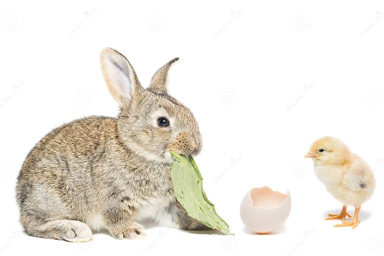 Bunny and chicken stock photo. Image of chicken, bunnies - 111409320