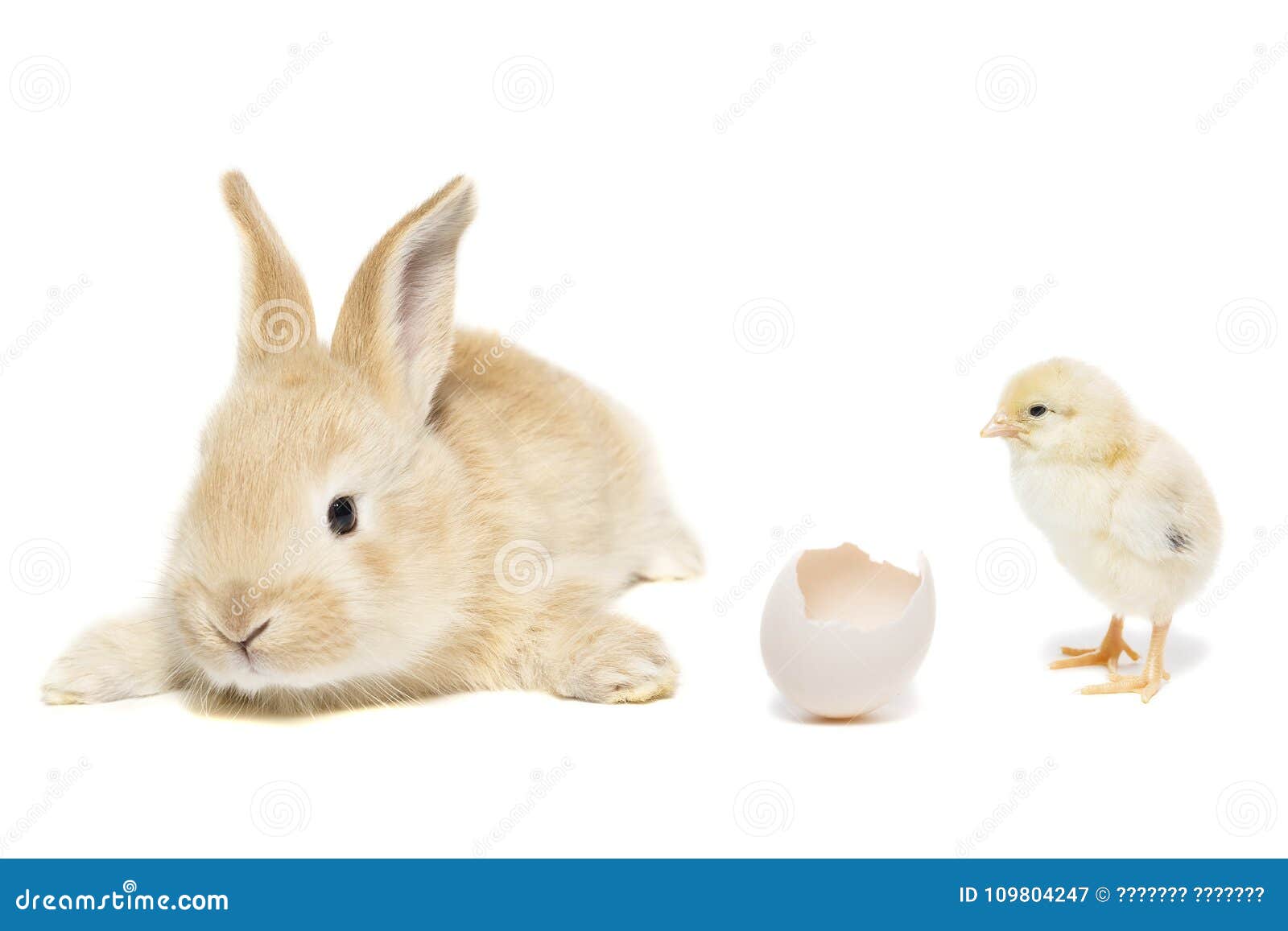 Bunny and chicken stock image. Image of furry, studio - 109804247