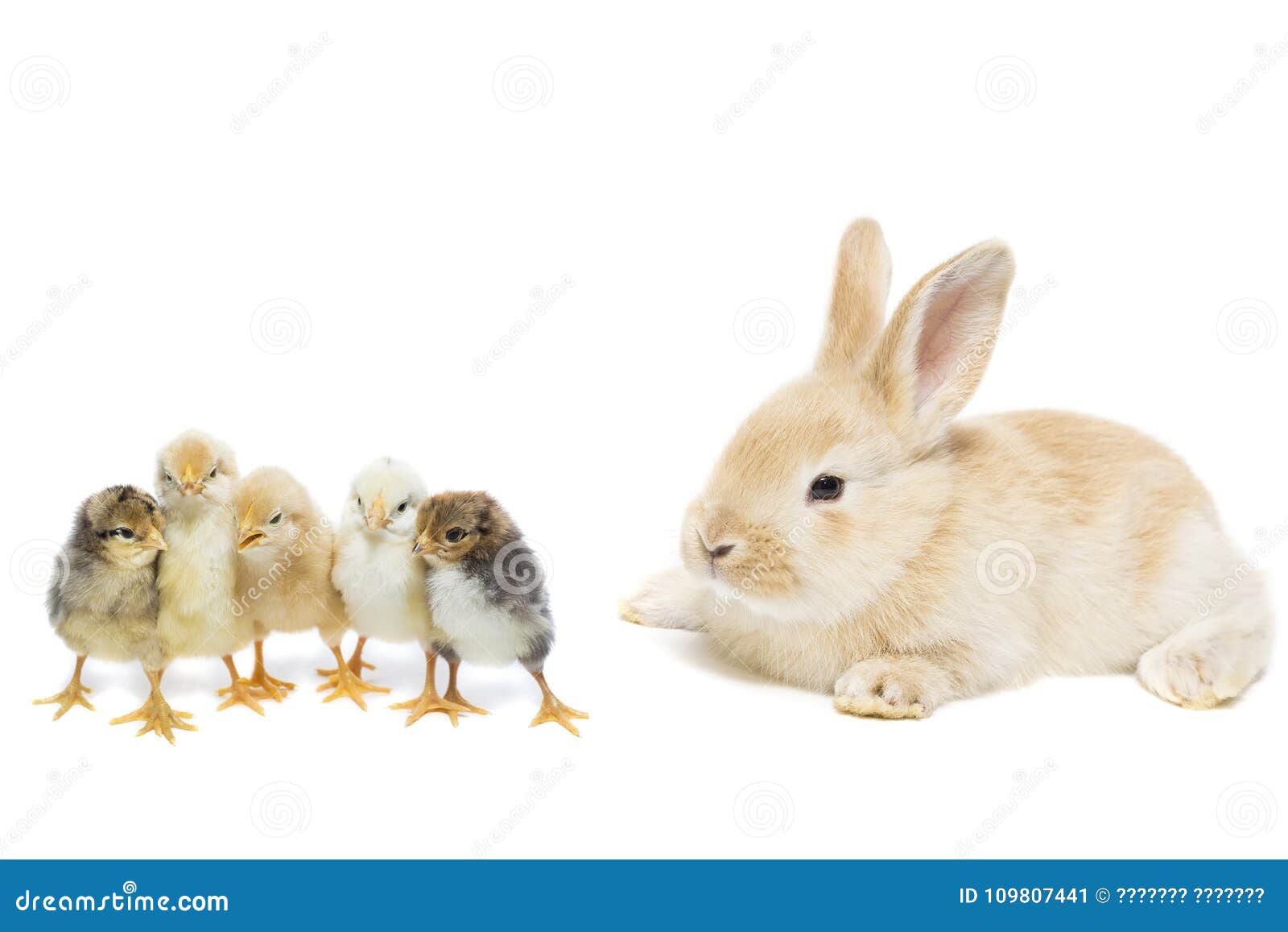 Bunny and chicken stock image. Image of funny, background - 109807441
