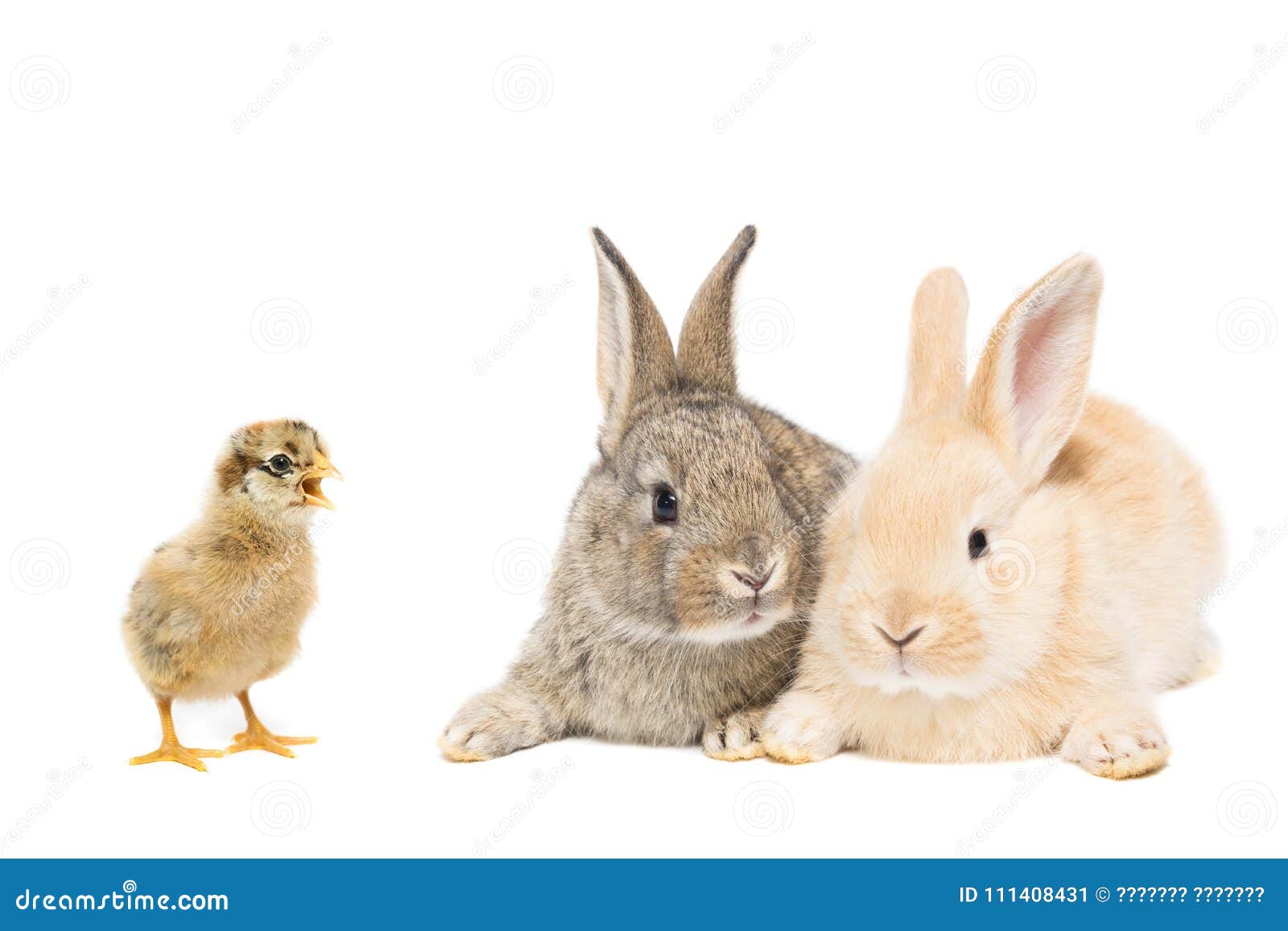 Bunny and chicken stock image. Image of chicks, easter - 111408431