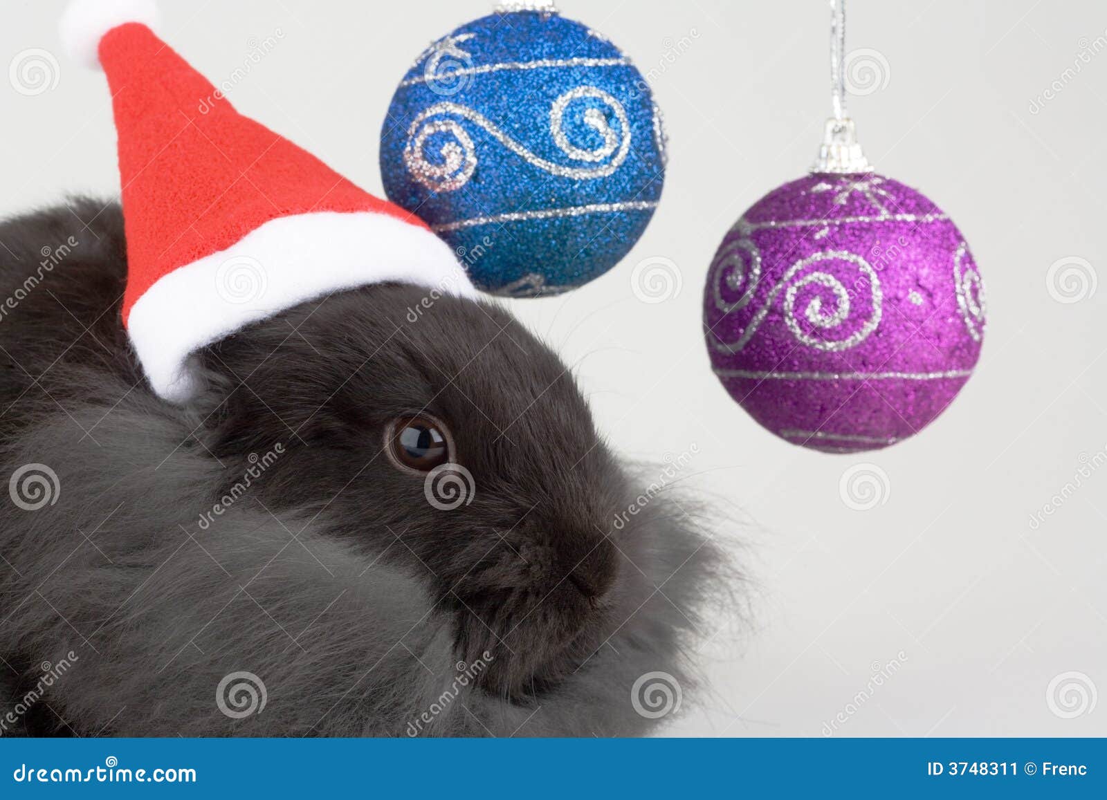 Bunny and Christmas Decorations Stock Image - Image of gift, clean: 3748311