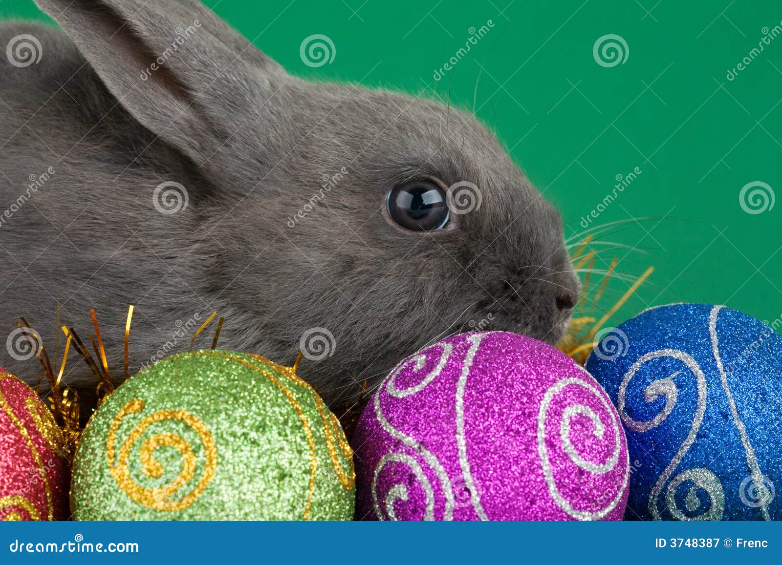 Bunny and Christmas Decorations Stock Image - Image of breeding, mammal ...