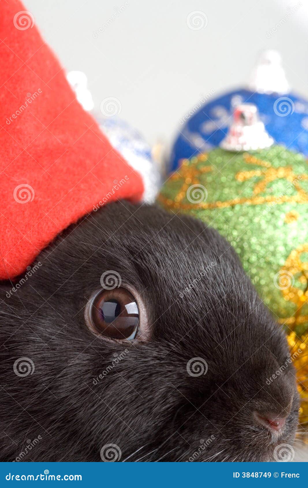 Bunny and Christmas Decorations Stock Image - Image of adorable, cute ...
