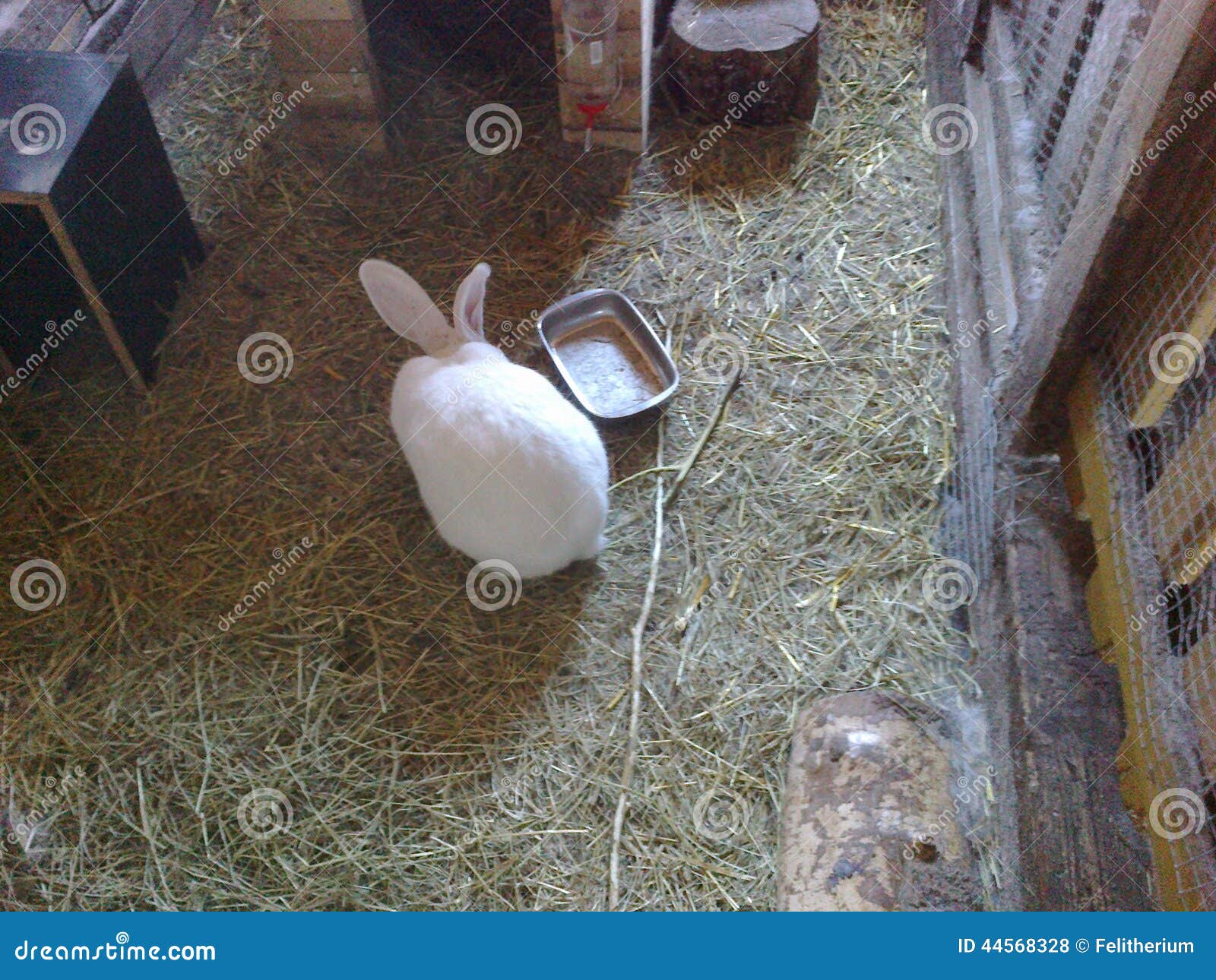 Bunny stock photo. Image of enclosure, cute, rabbit, bunny - 44568328