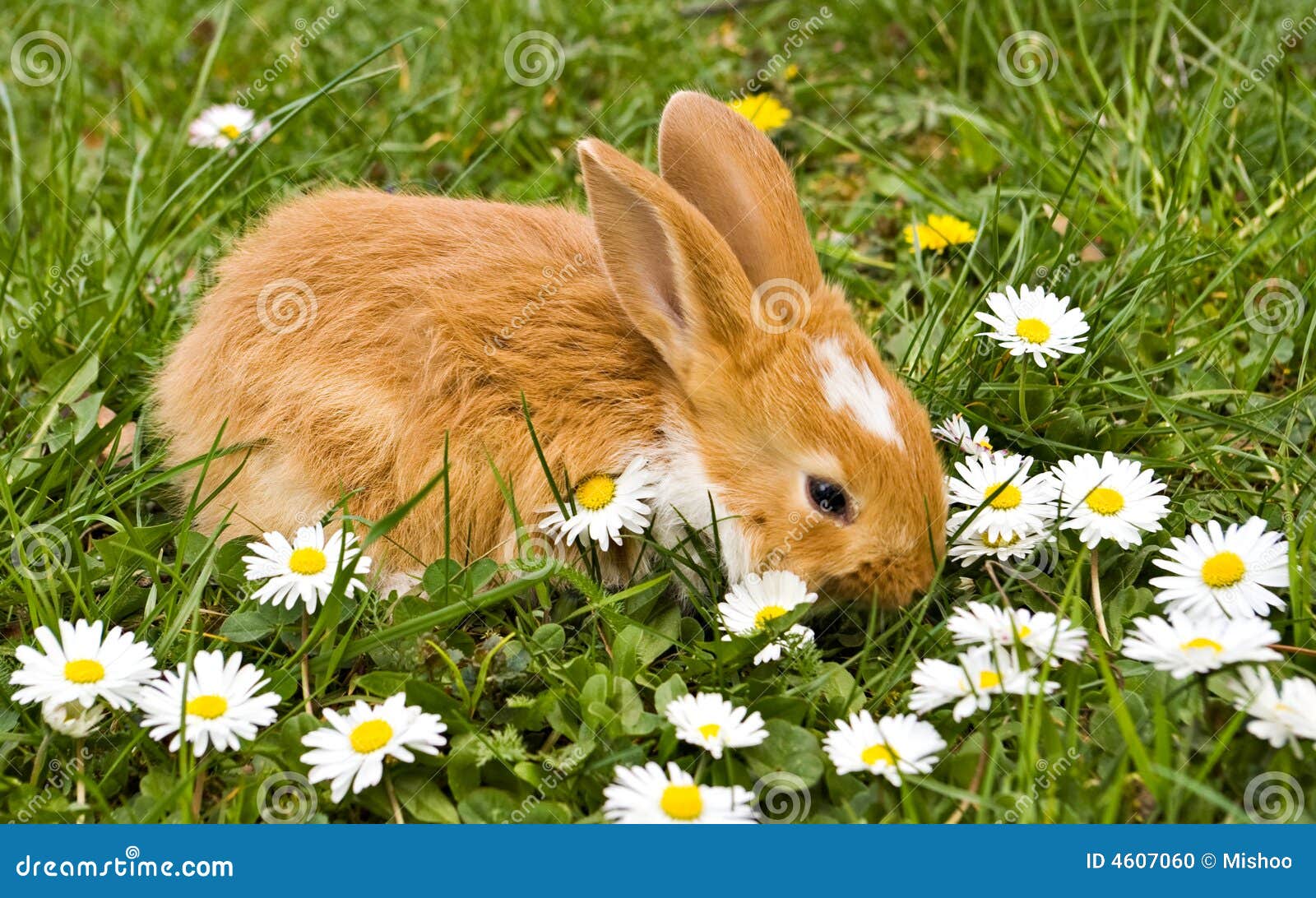 Bunny with daisies stock photo. Image of playful, baby - 4607060