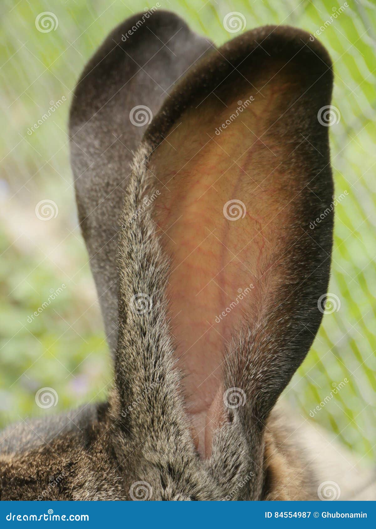 Bunny ears listening stock image. Image of garden, brown - 84554987