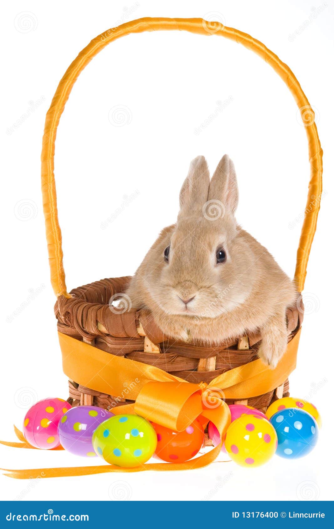 Bunny with Easter Eggs on White Background Stock Photo - Image of ...
