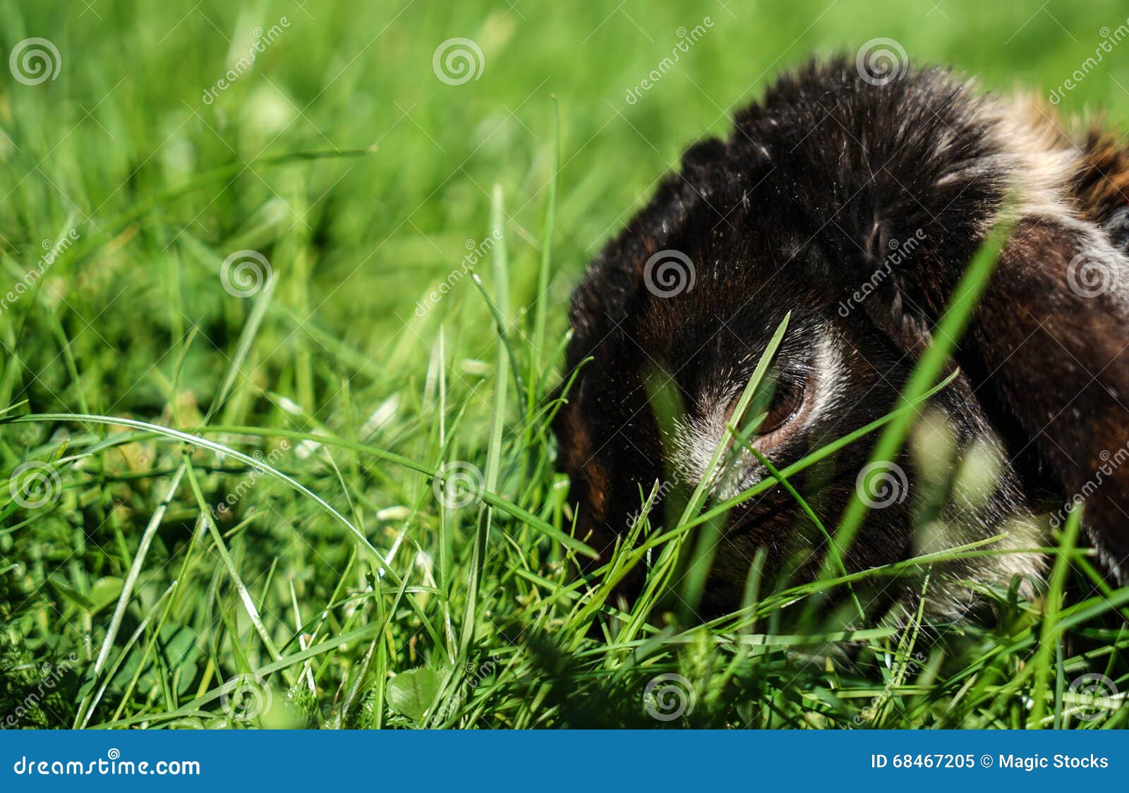 Bunny Eating Grass stock image. Image of eating, rabbit - 68467205