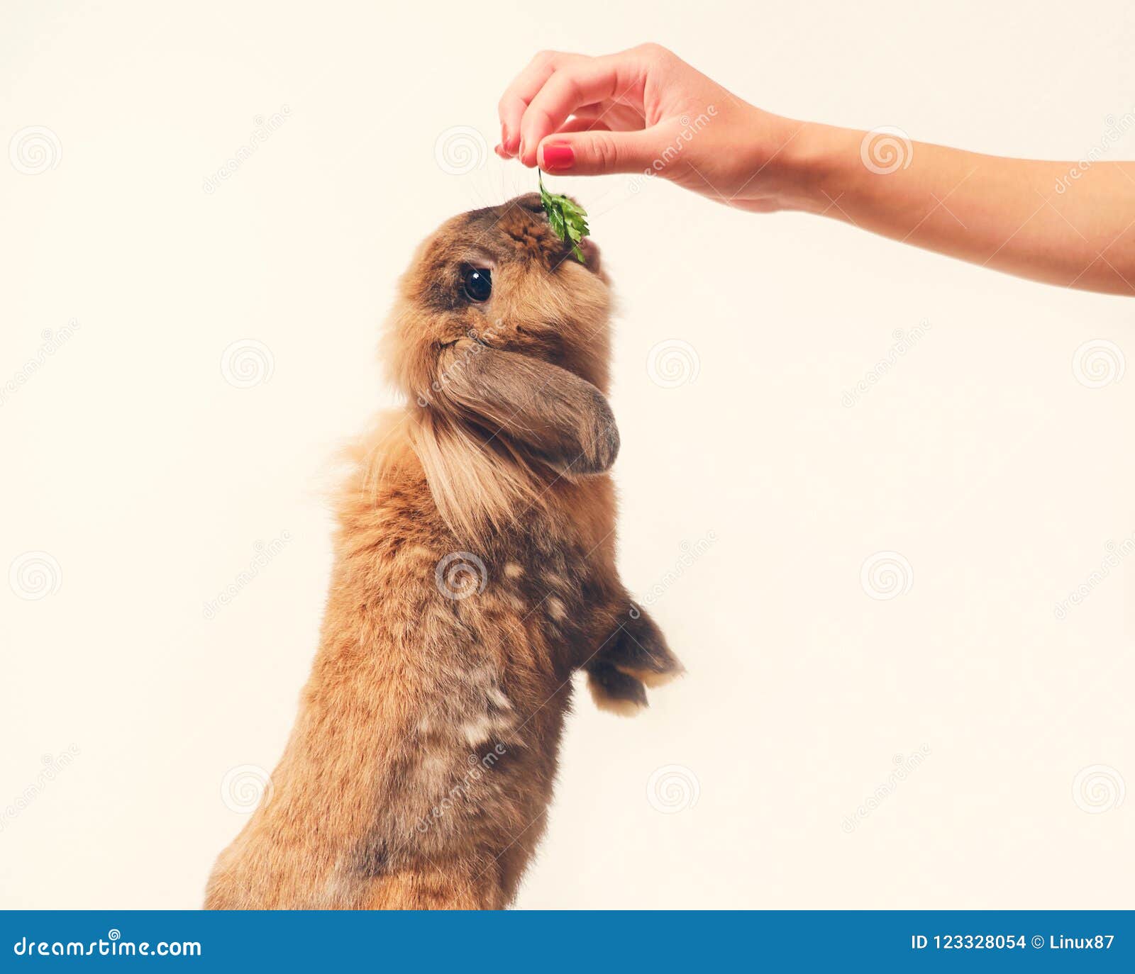 Bunny Eating White Background Stock Photo - Image of portrait, eating ...