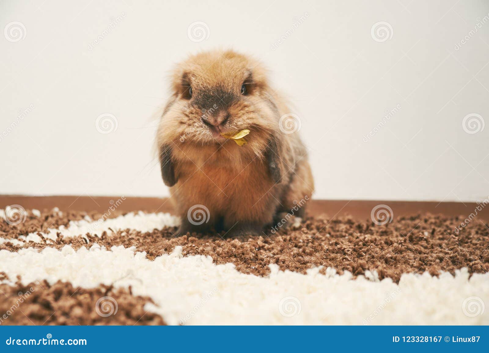 Bunny Eating White Background Stock Image - Image of fuzzy, cony: 123328167