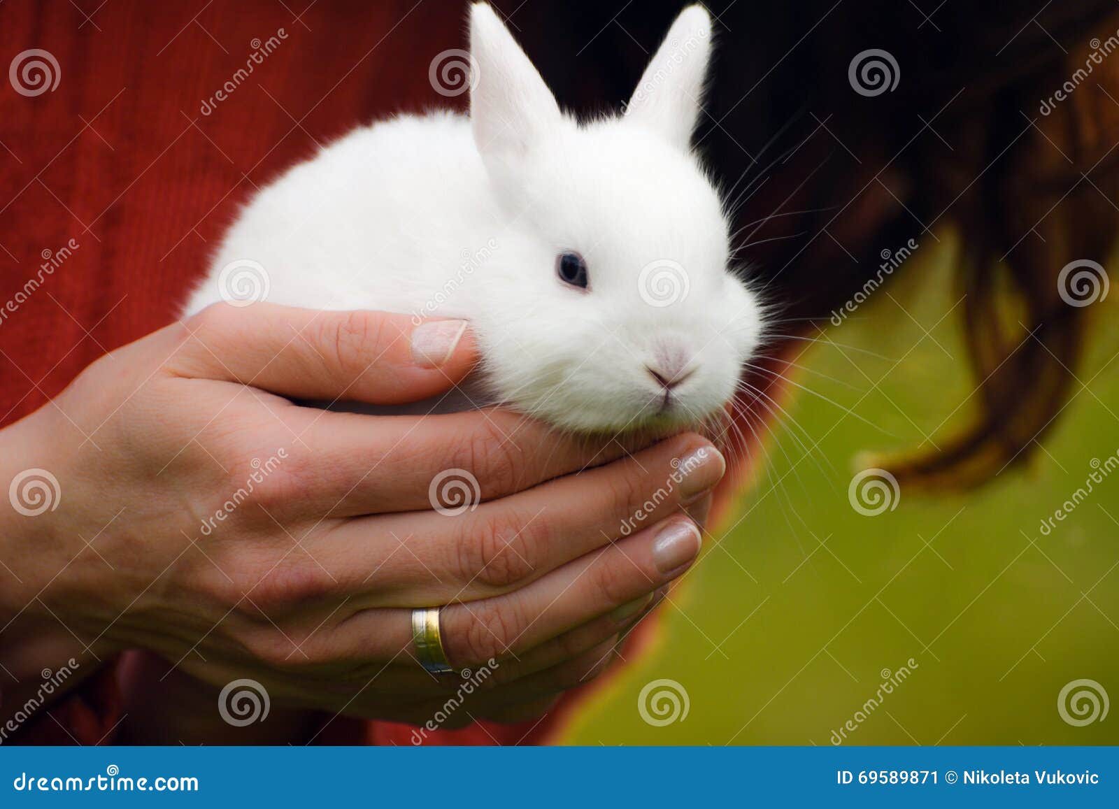 Bunny in female hands stock image. Image of little, sweet - 69589871