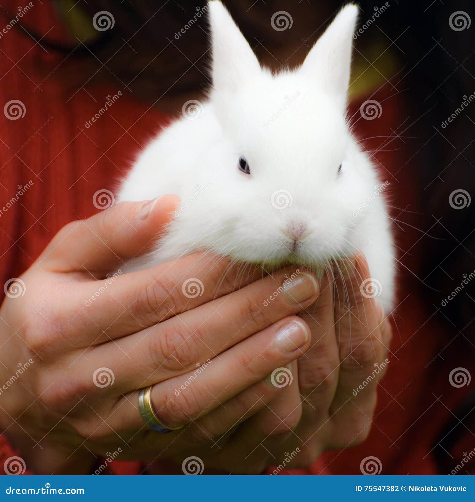 Bunny in female hands stock photo. Image of white, small - 75547382