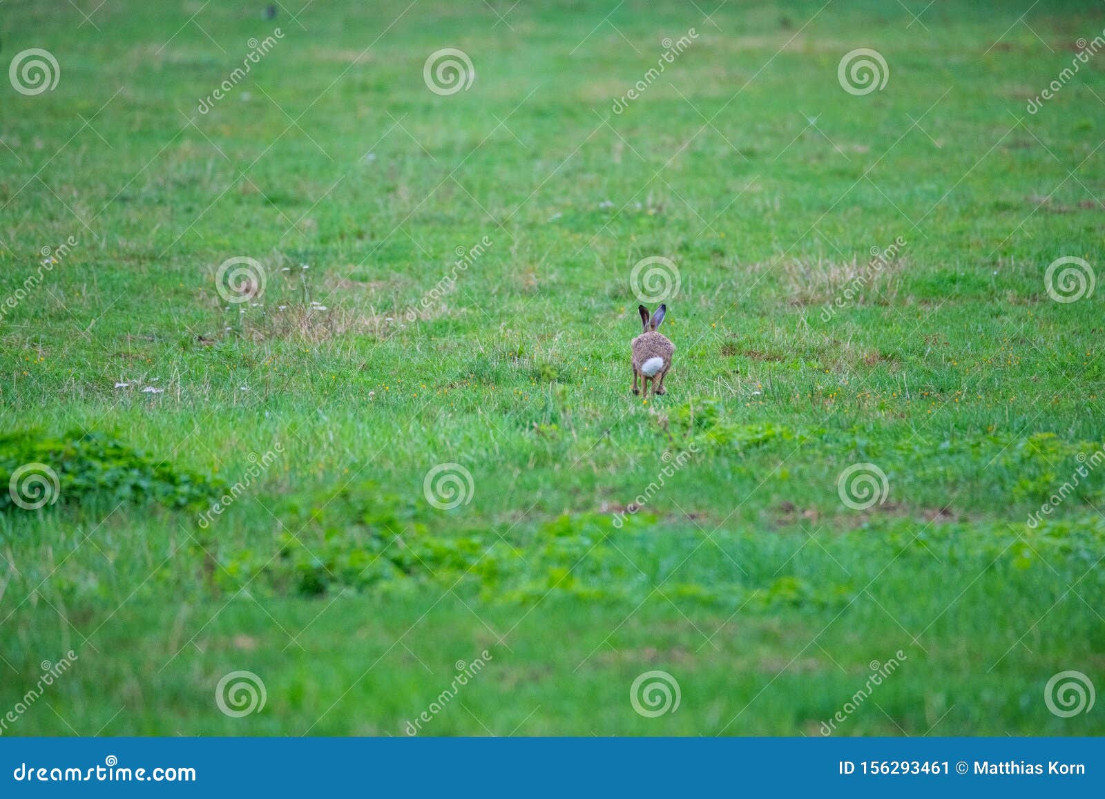 A Bunny on a Field with Green Background Stock Image - Image of field ...