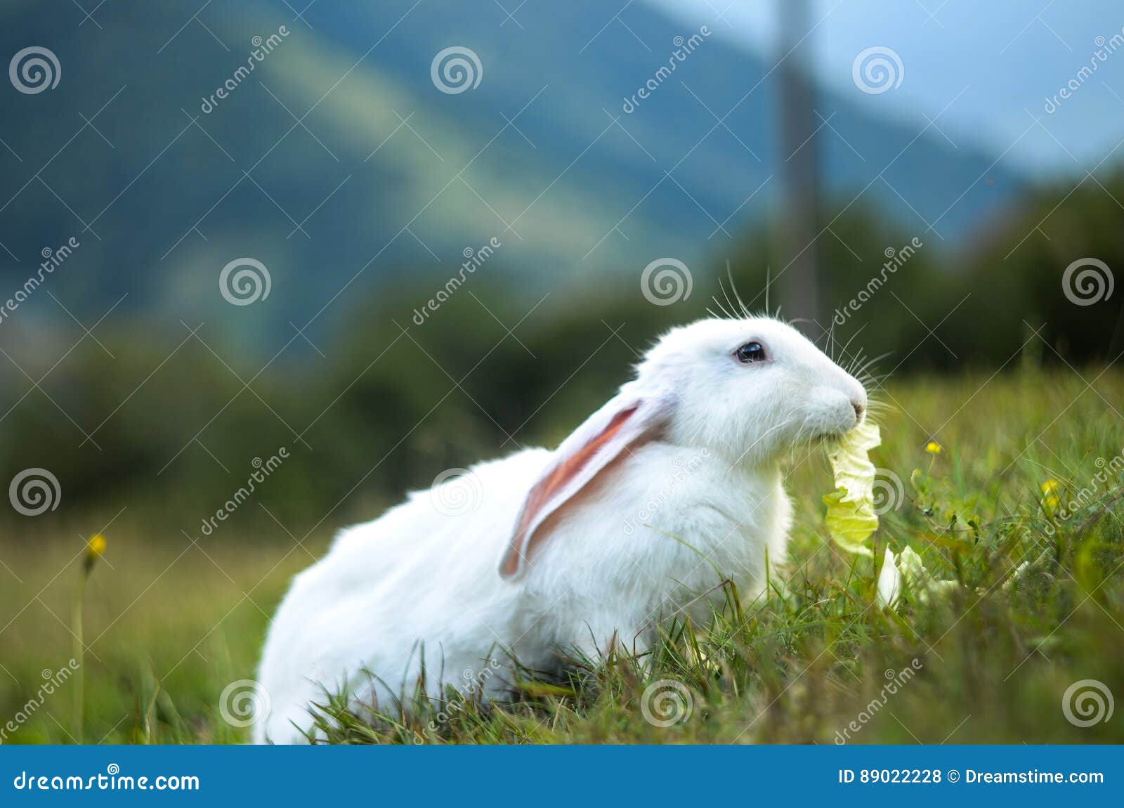 Bunny in field stock photo. Image of soft, small, festive - 89022228