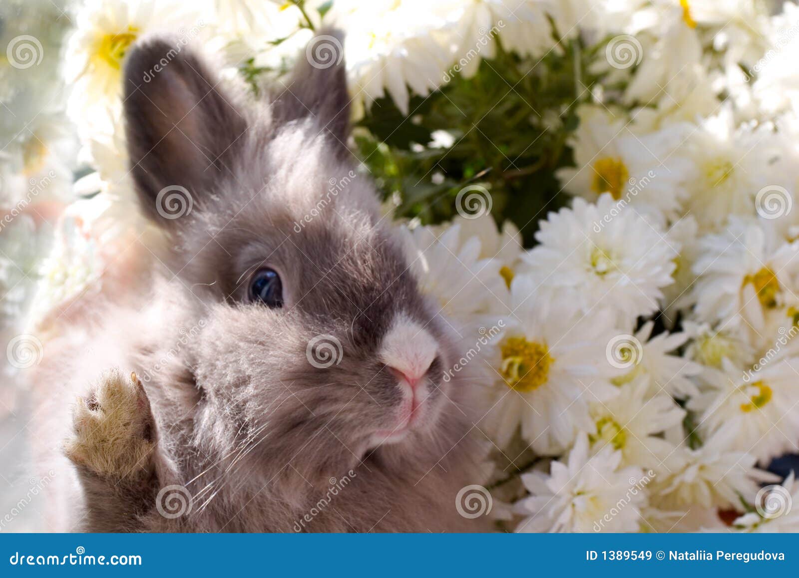 Bunny among the flowers stock image. Image of nature, bunny - 1389549