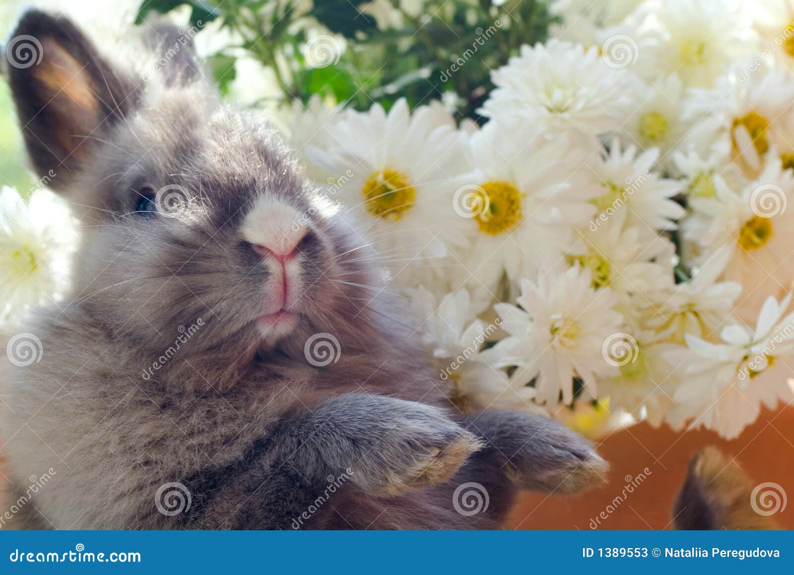 Bunny among the flowers stock image. Image of foot, gray - 1389553