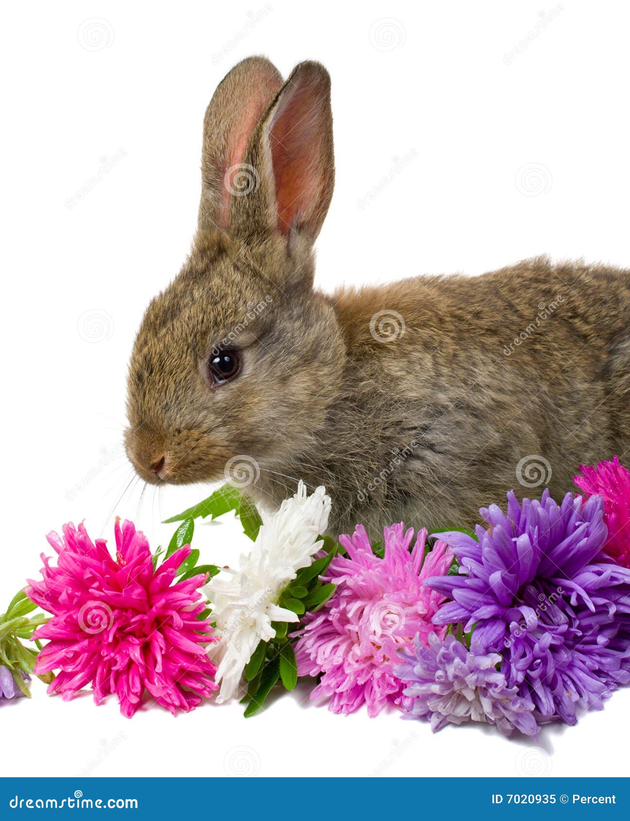 Bunny and flowers stock image. Image of bunny, smell, close - 7020935