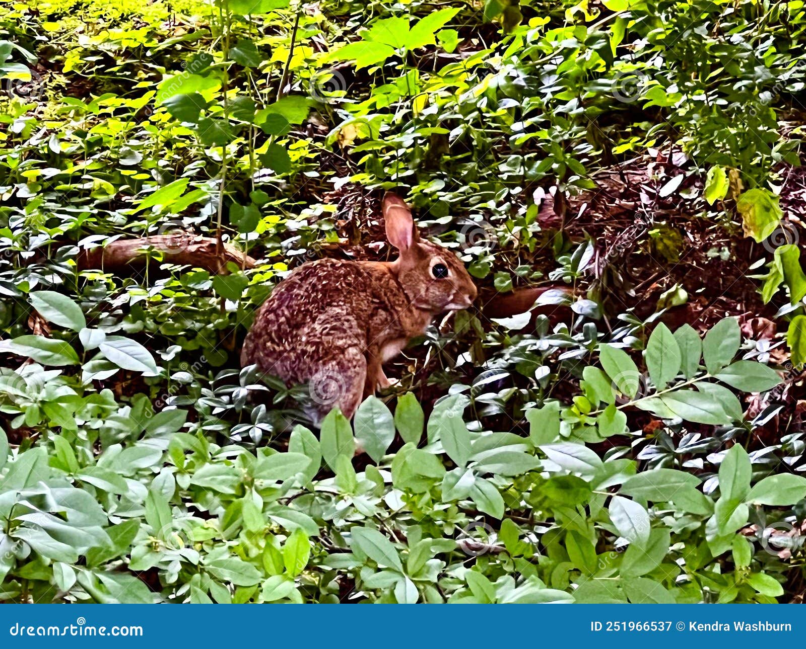 Bunny in the forest stock image. Image of bunny, located - 251966537