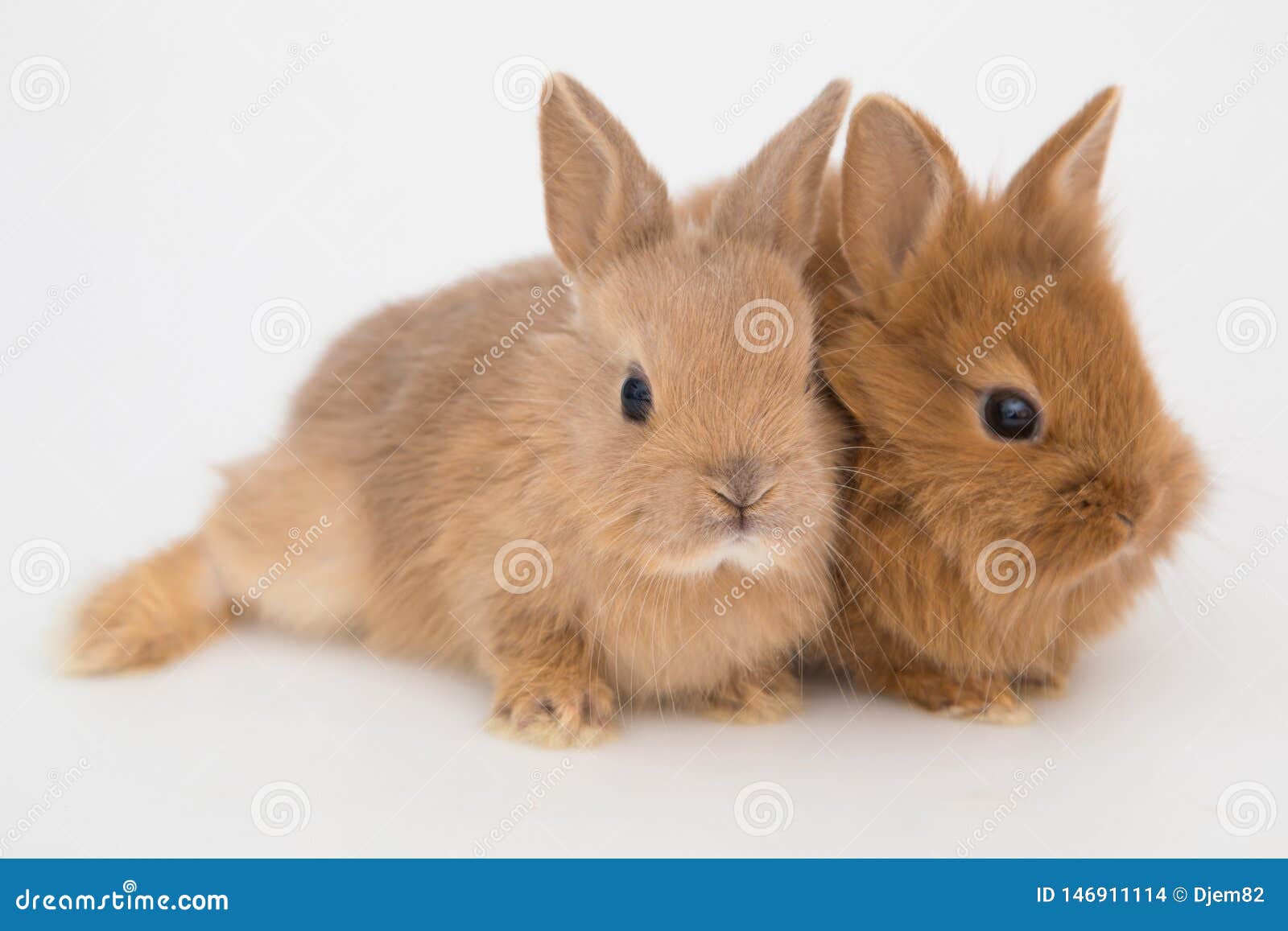 Bunny funny rabbits stock photo. Image of fluffy, adorable - 146911114