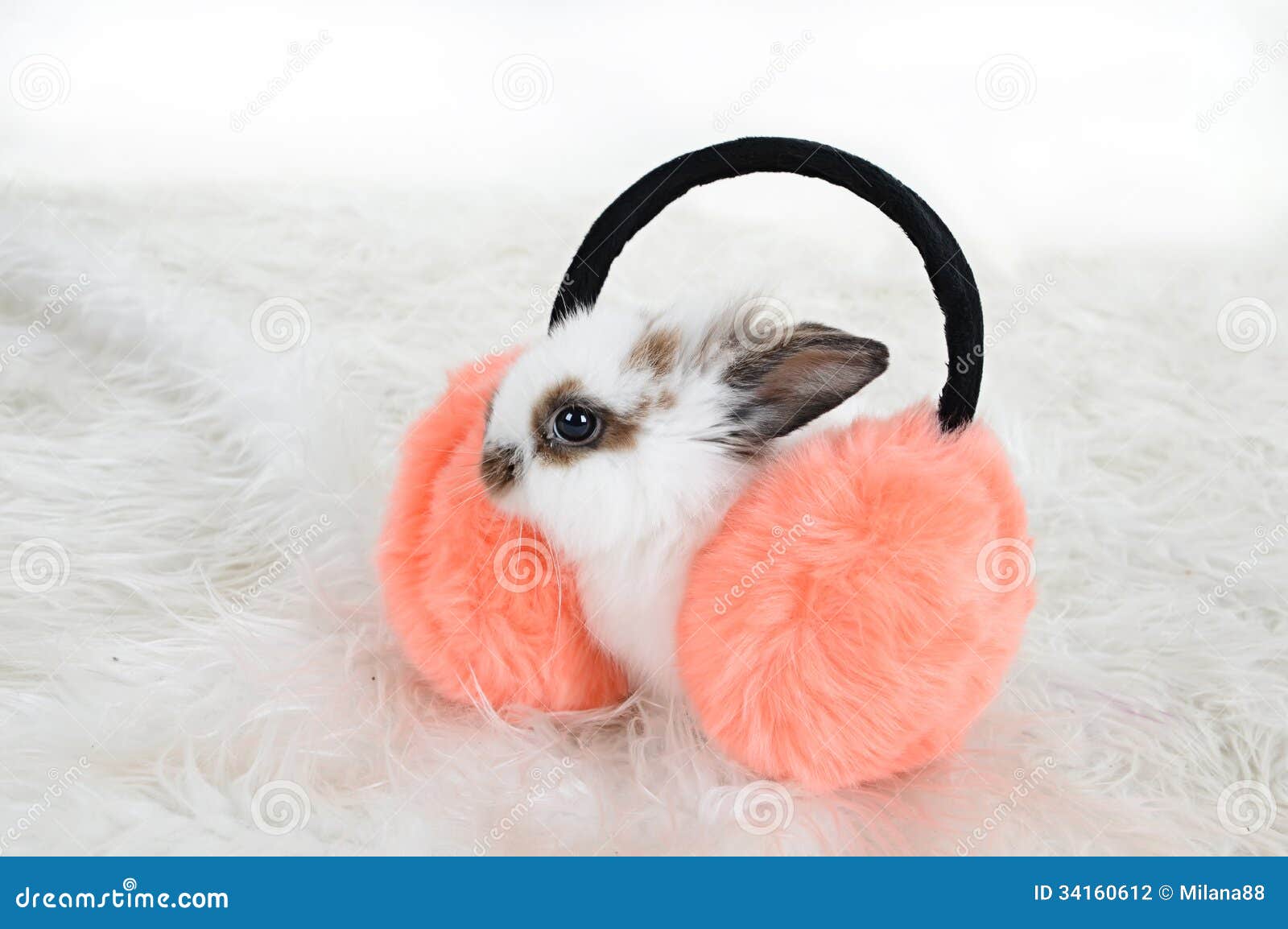 Bunny and furry headphones stock photo. Image of holding - 34160612