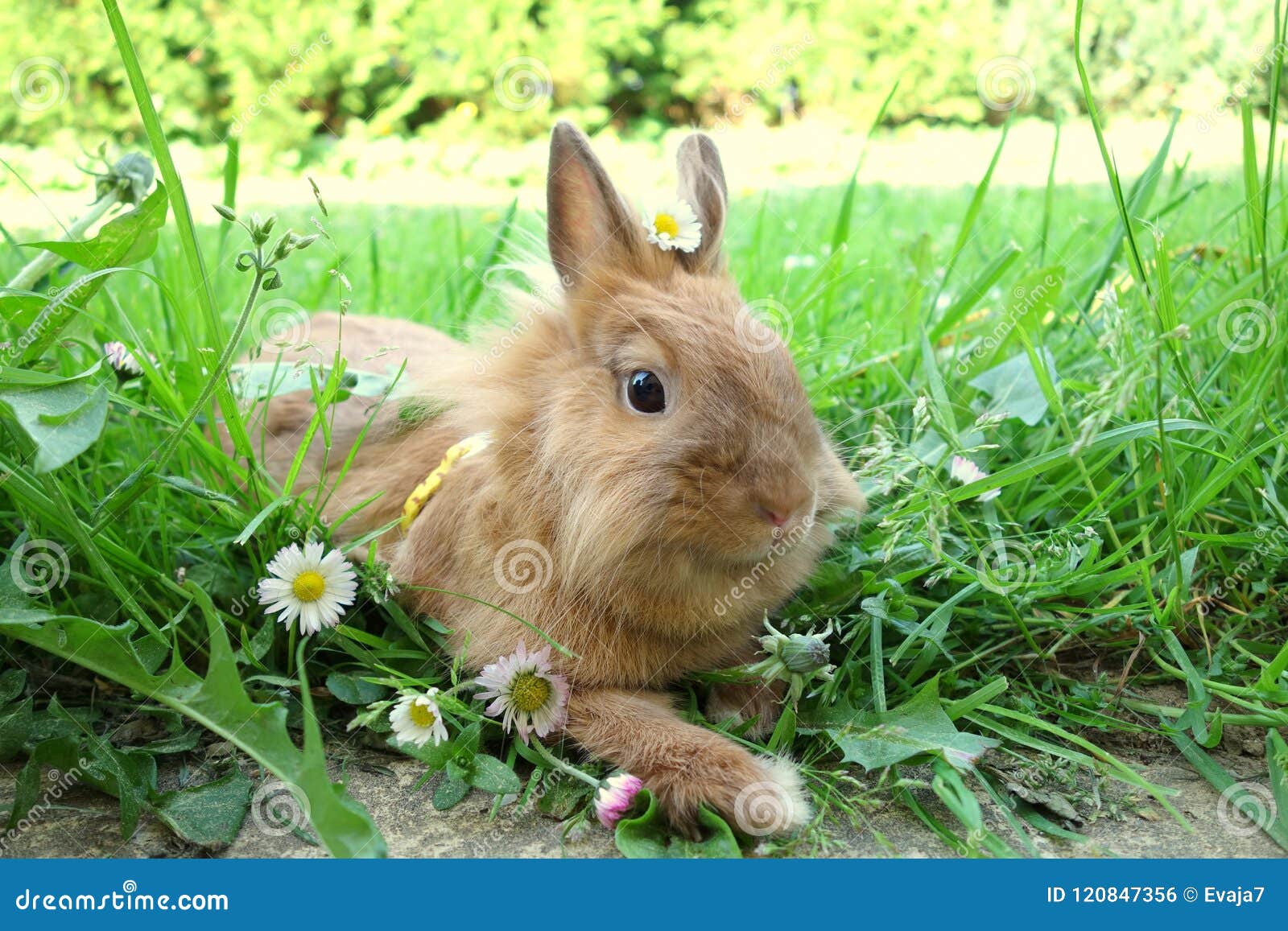 Bunny in the garden stock photo. Image of timeout, nature - 120847356