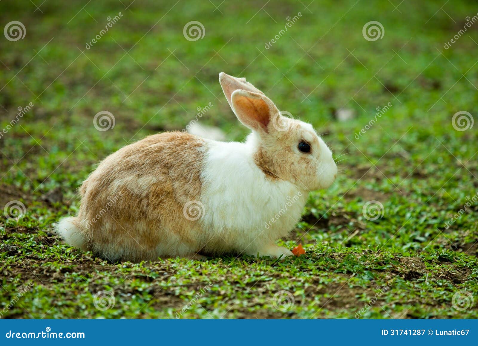 Bunny in the garden stock image. Image of farming, nature - 31741287