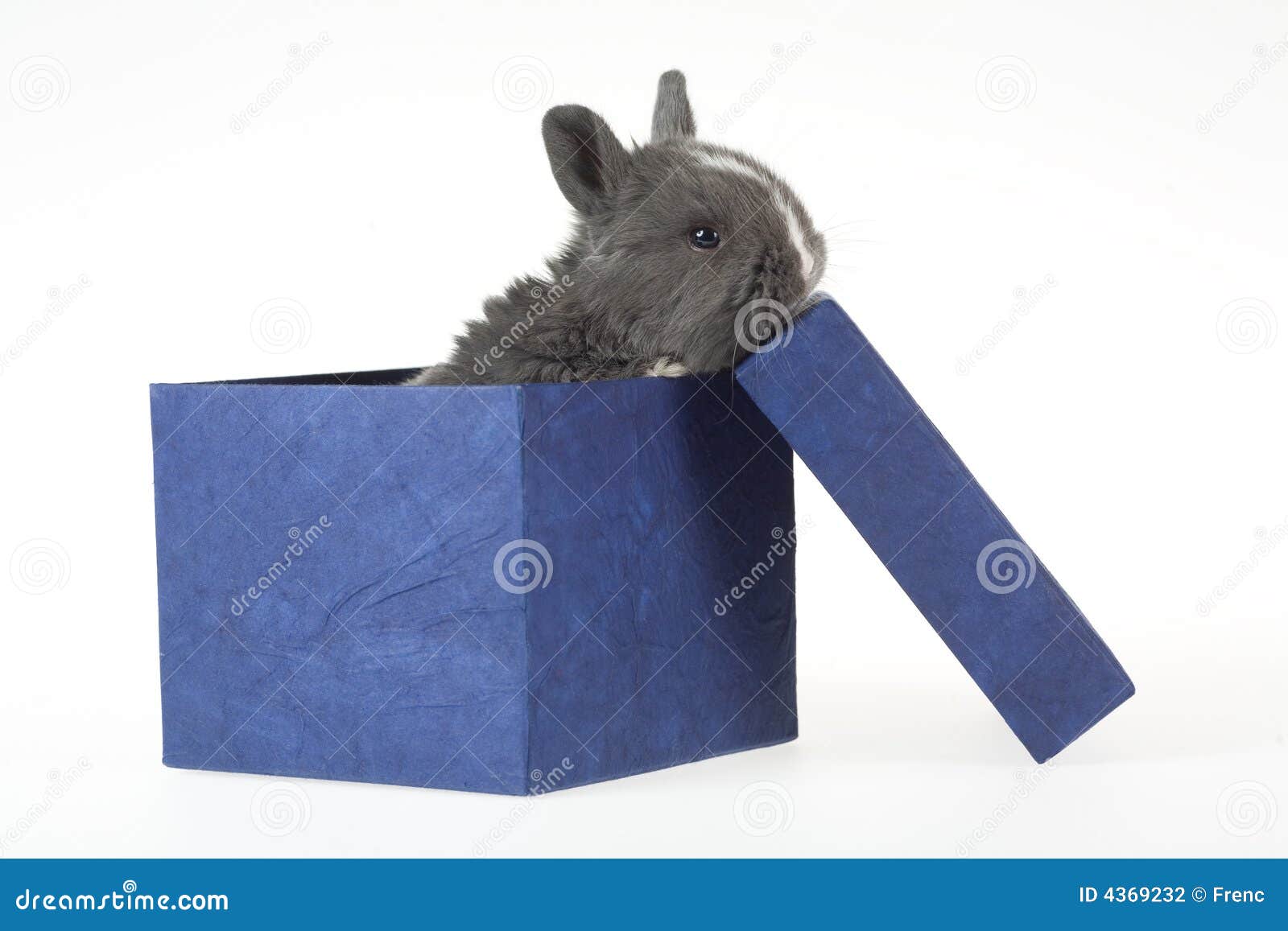 Bunny in the gift box stock photo. Image of give, cute - 4369232