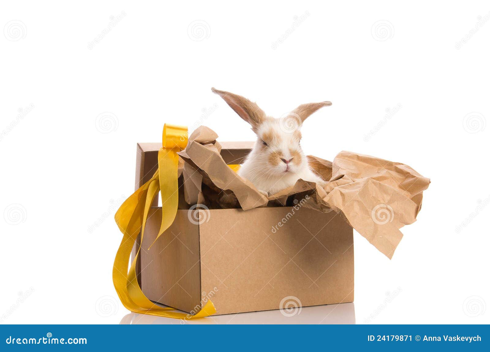 Bunny in a Gift Box with a Yellow Ribbon Stock Image - Image of brown ...