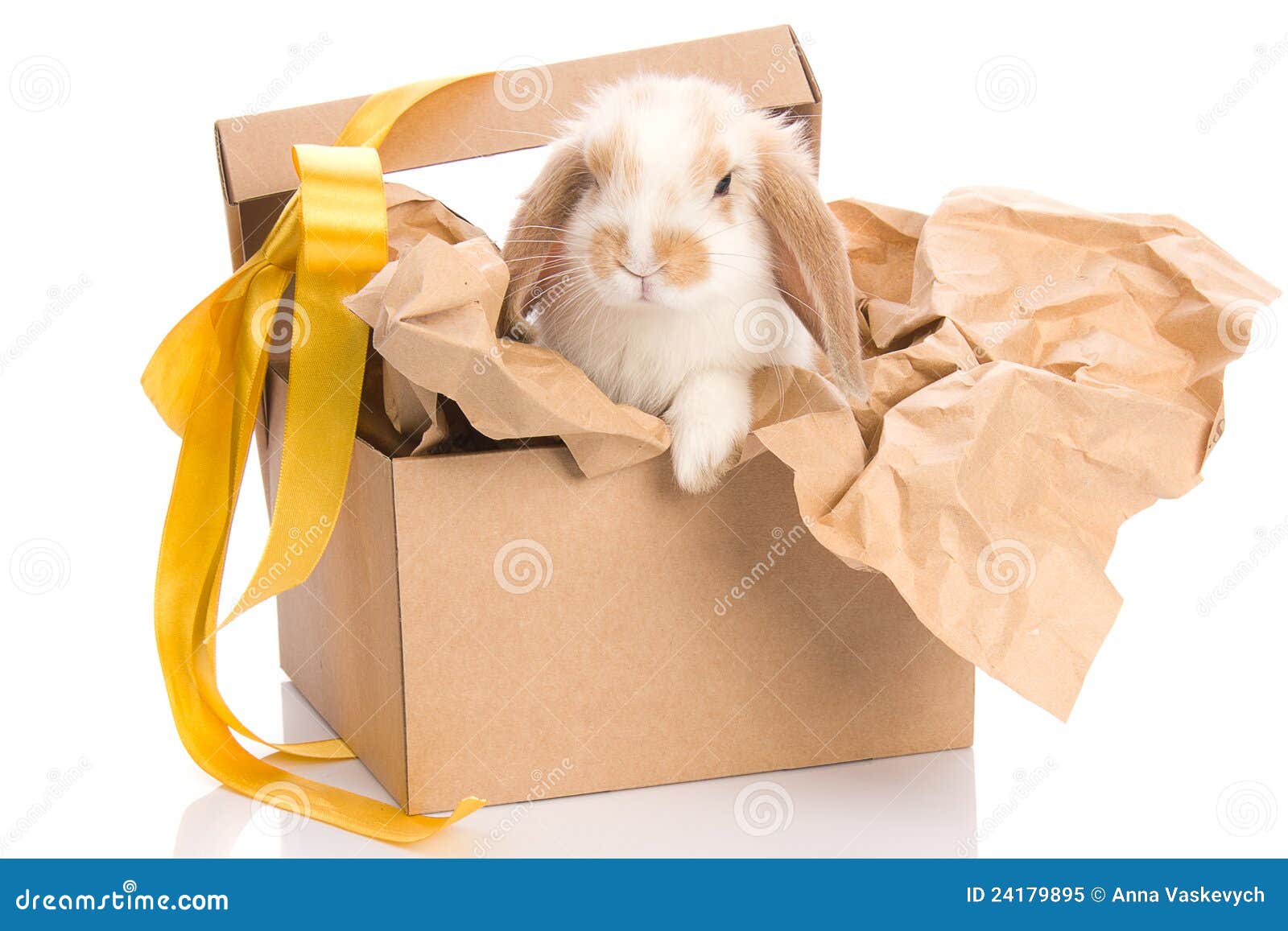 Bunny in a Gift Box with a Yellow Ribbon Stock Image - Image of hair ...