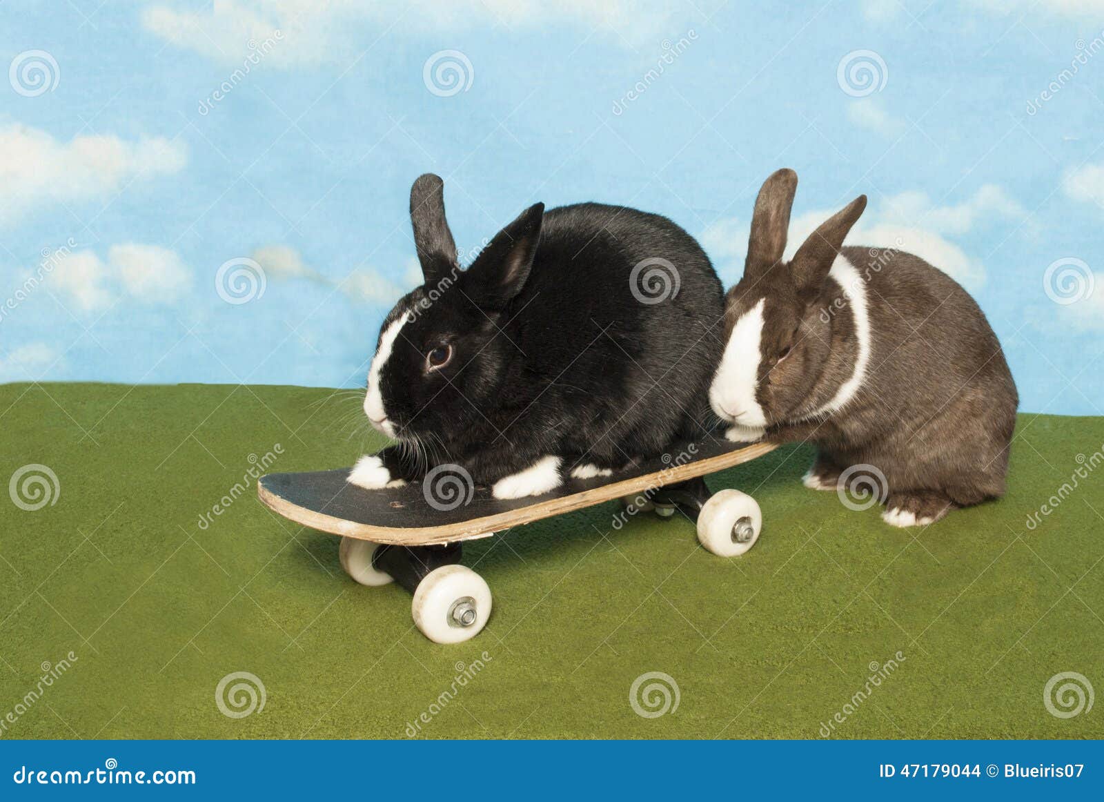 Bunny Duo Stock Photos - Free & Royalty-Free Stock Photos from Dreamstime