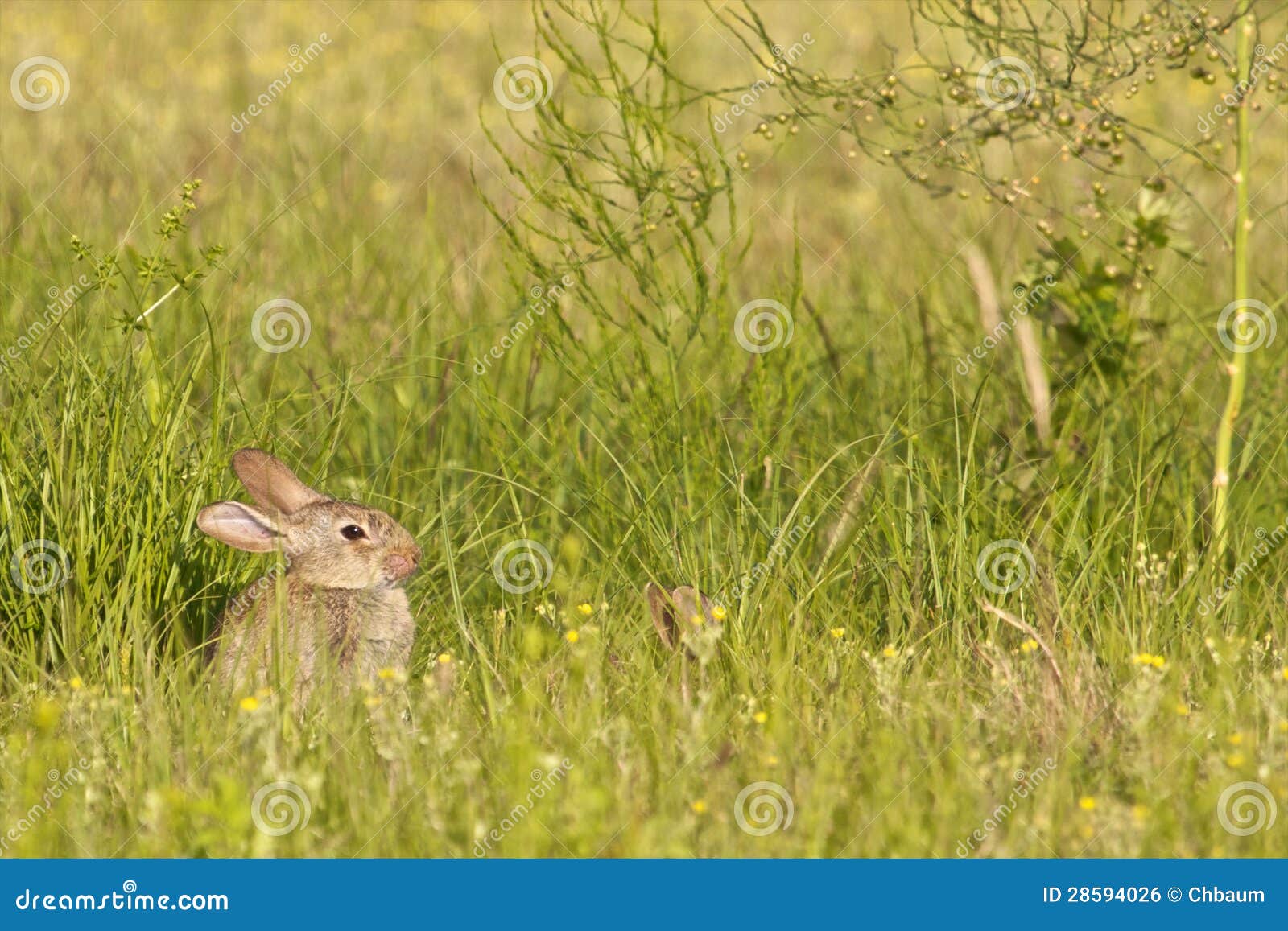 Bunny in the grass 1 stock photo. Image of flugplatz - 28594026