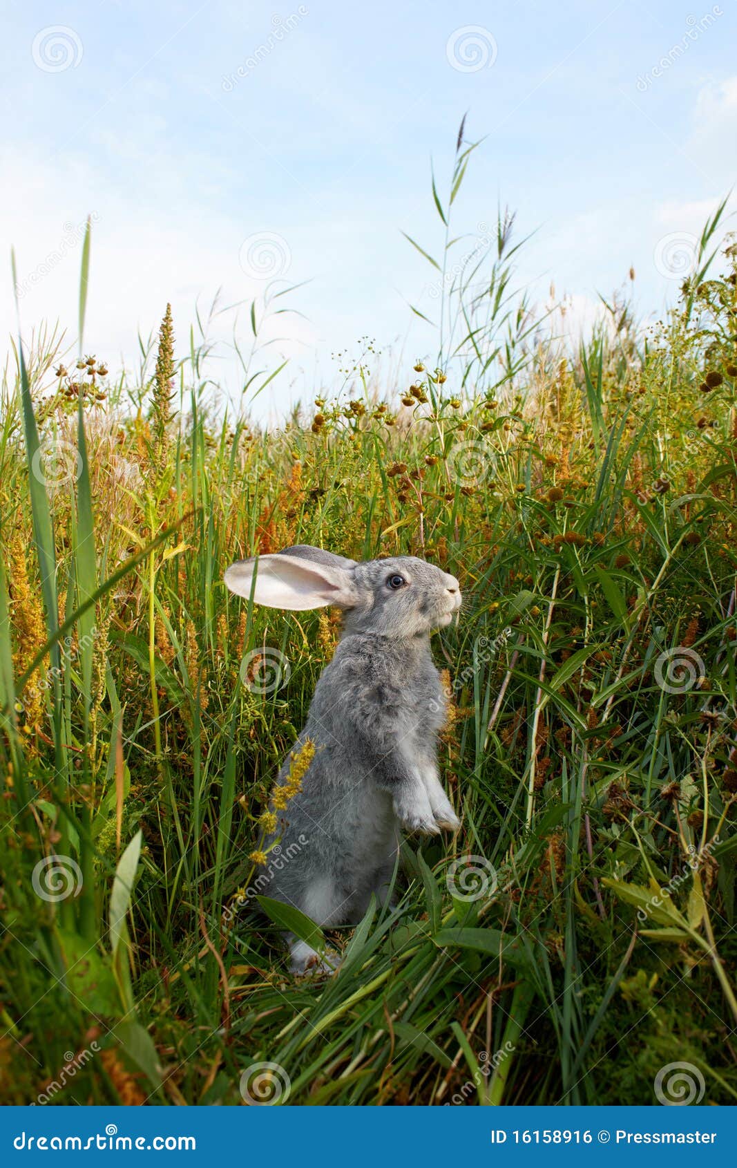 Bunny in grass stock photo. Image of animals, adorable - 16158916
