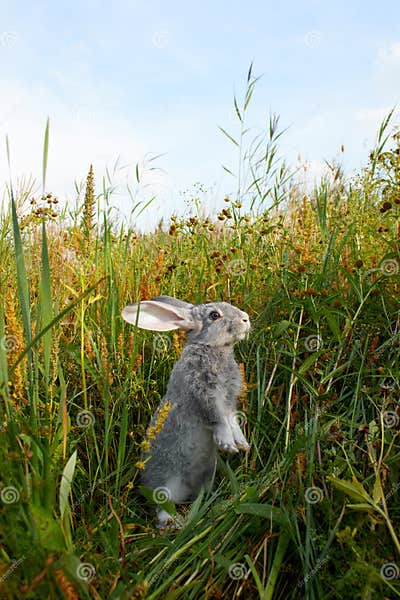 Bunny in grass stock photo. Image of animals, adorable - 16158916