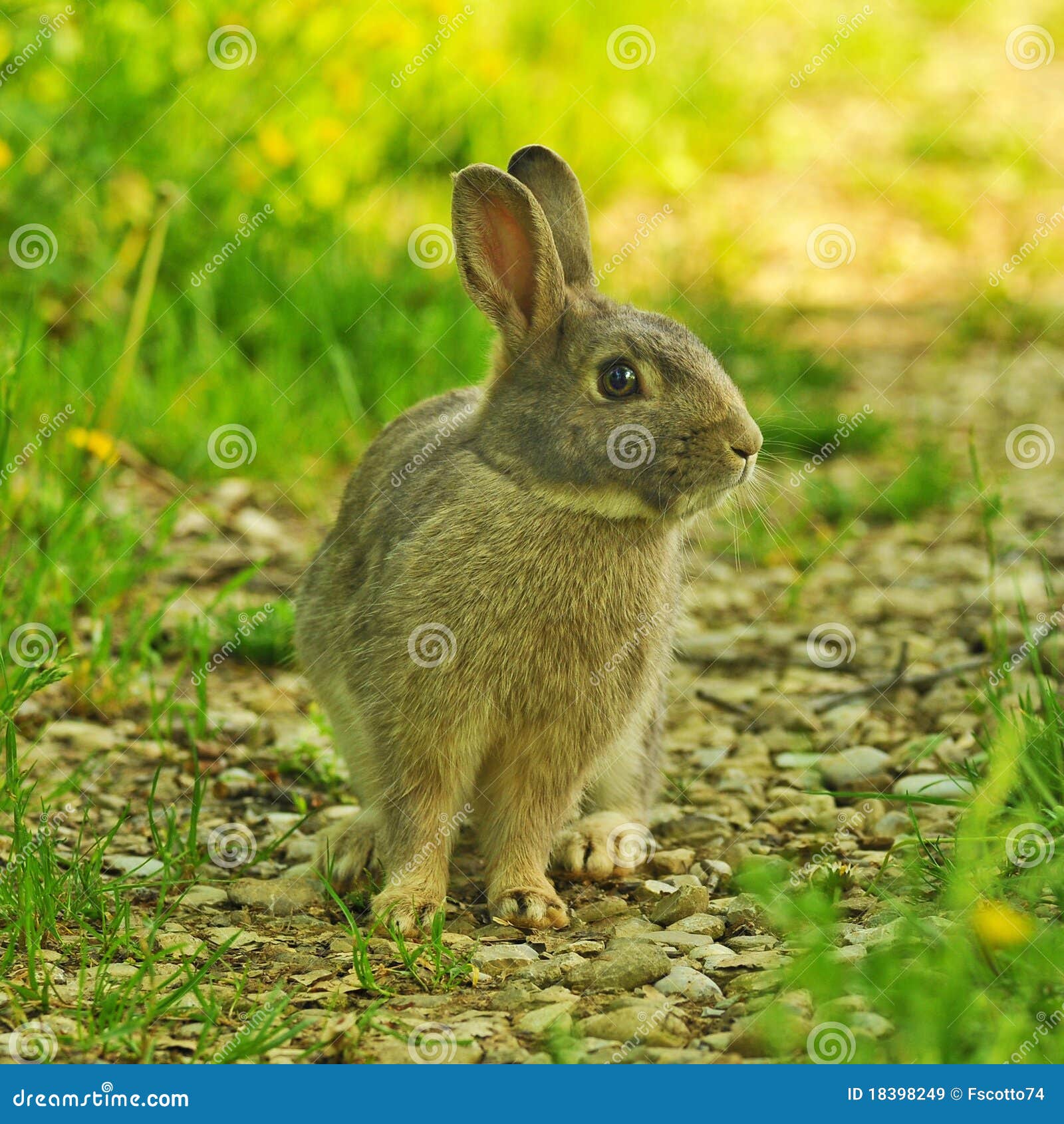 Bunny in the Grass stock image. Image of animal, bunny - 18398249