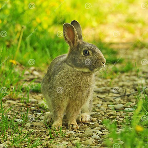 Bunny in the Grass stock image. Image of animal, bunny - 18398249