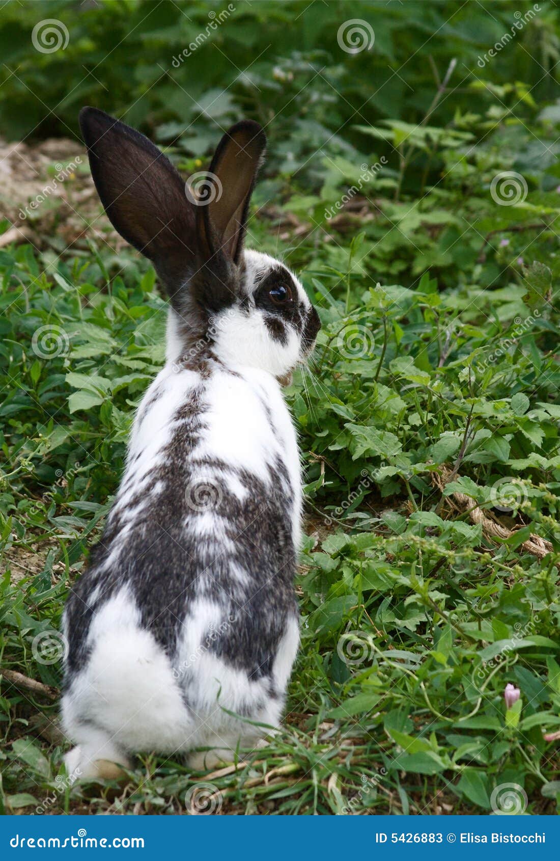Bunny in the grass stock image. Image of ears, black, head - 5426883