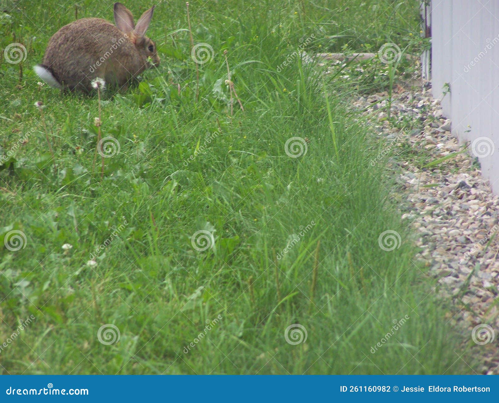 The Bunny on the Grass - Background Stock Photo - Image of abstract ...