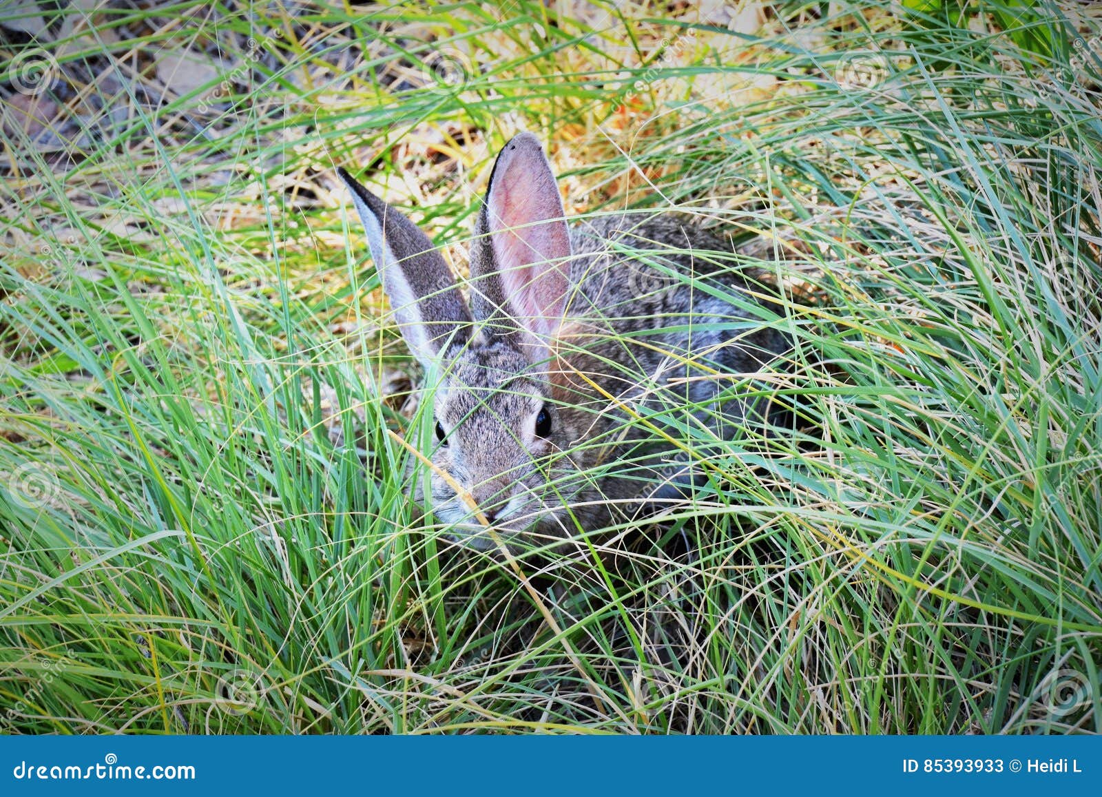 Bunny in Grass stock image. Image of deep, beautiful - 85393933