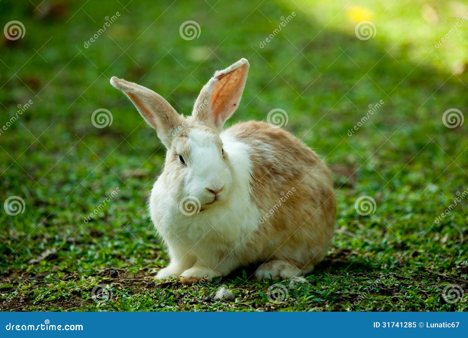 Bunny in the grass field stock image. Image of mammal - 31741285