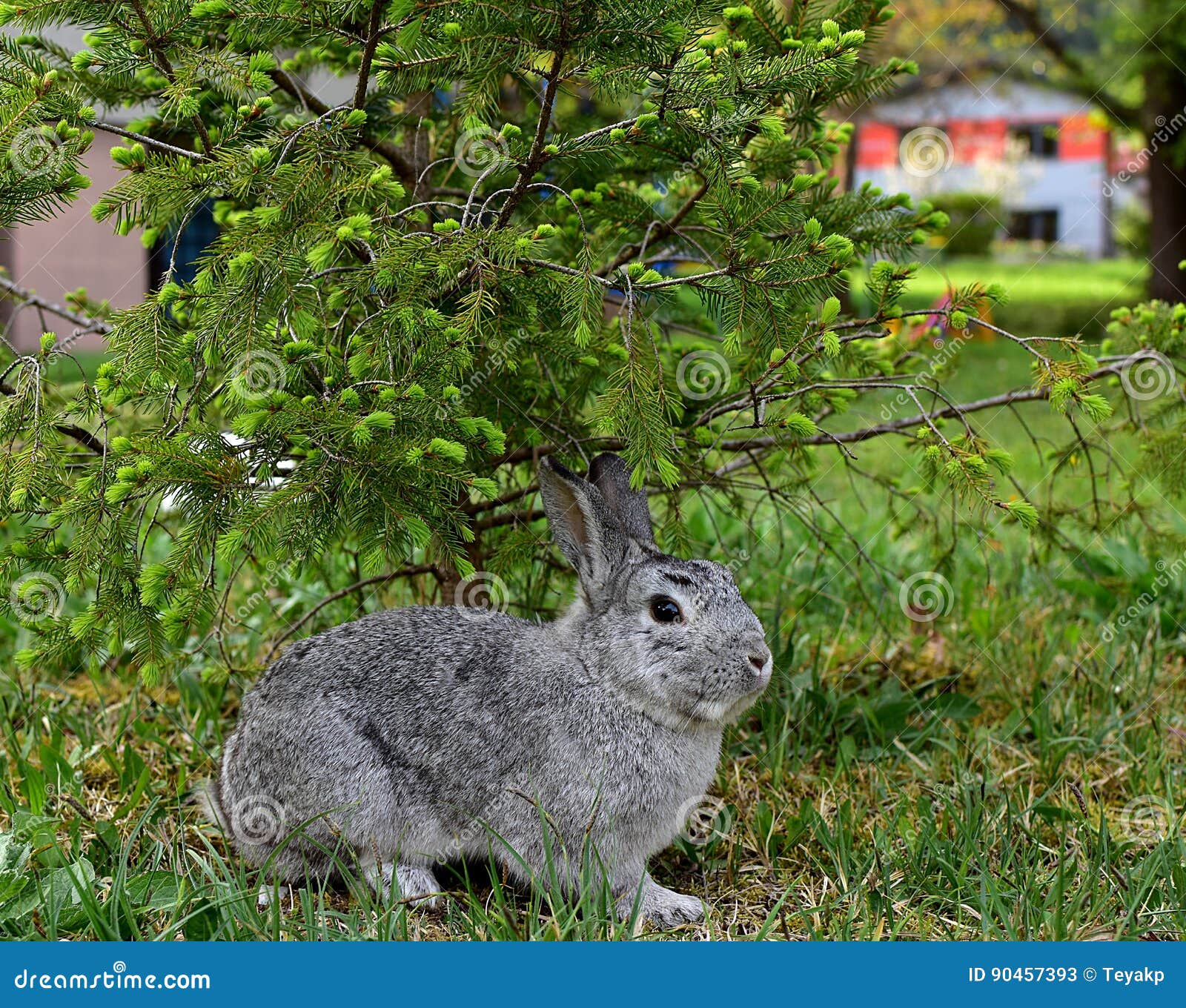 Bunny in the grass stock image. Image of grass, grey - 90457393