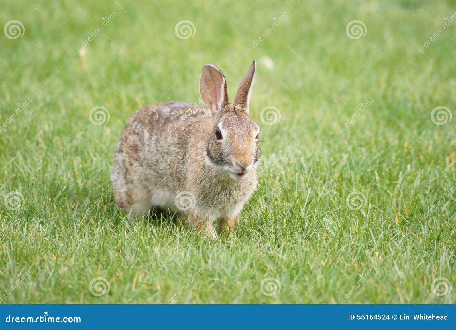 Bunny on Grass stock photo. Image of animal, green, mammal - 55164524